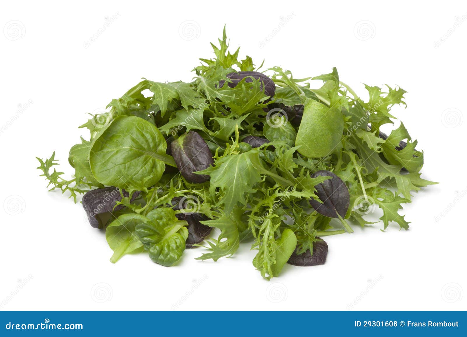 Baby leaves lettuce stock photo. Image of baby, rucola - 29301608