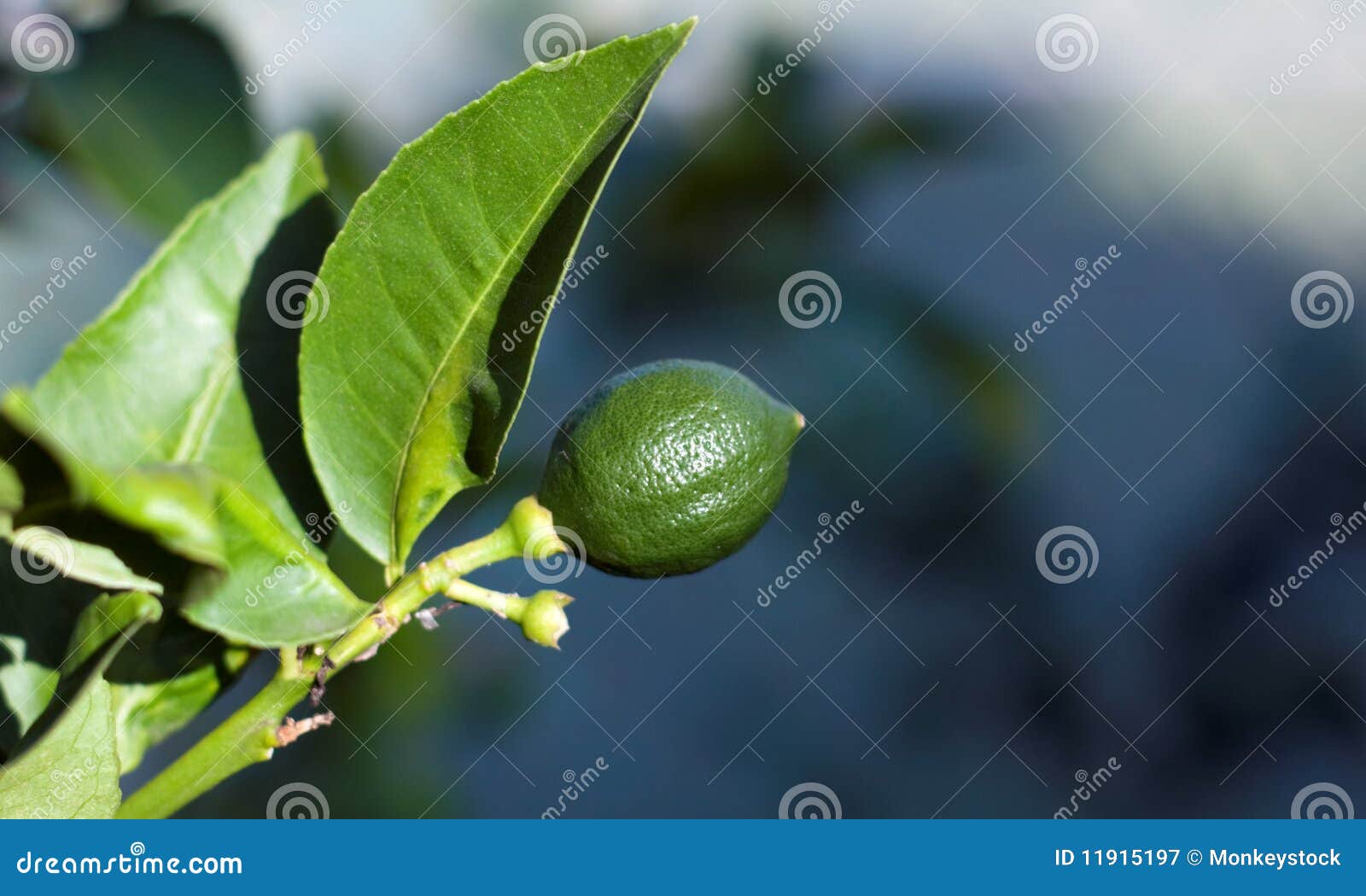 Baby Lemon 2 stock image. Image of grow, plant, baby - 11915197