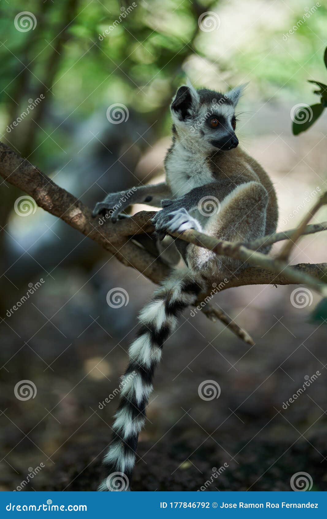 Baby Lemur on Branch of Tree Stock Photo - Image of branch, furry ...