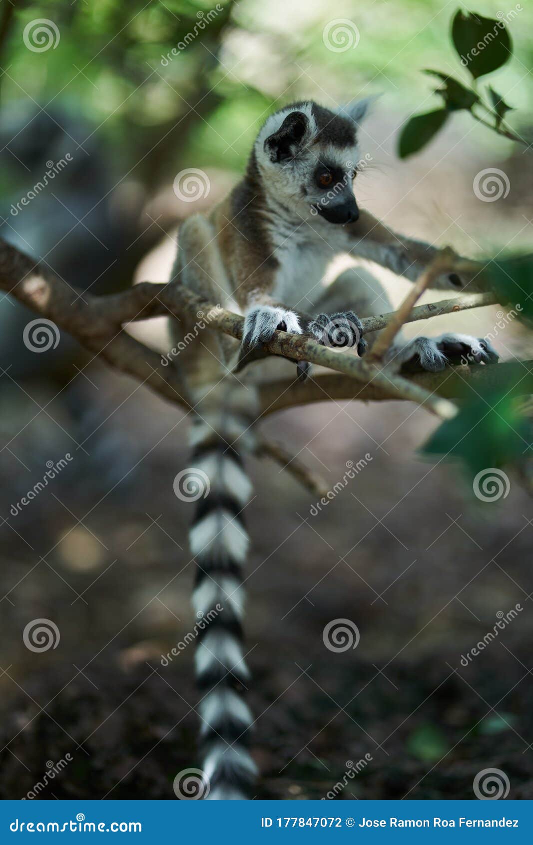 Baby Lemur Eating Fruits On A Branch Tree In Madagascar Stock Photo ...