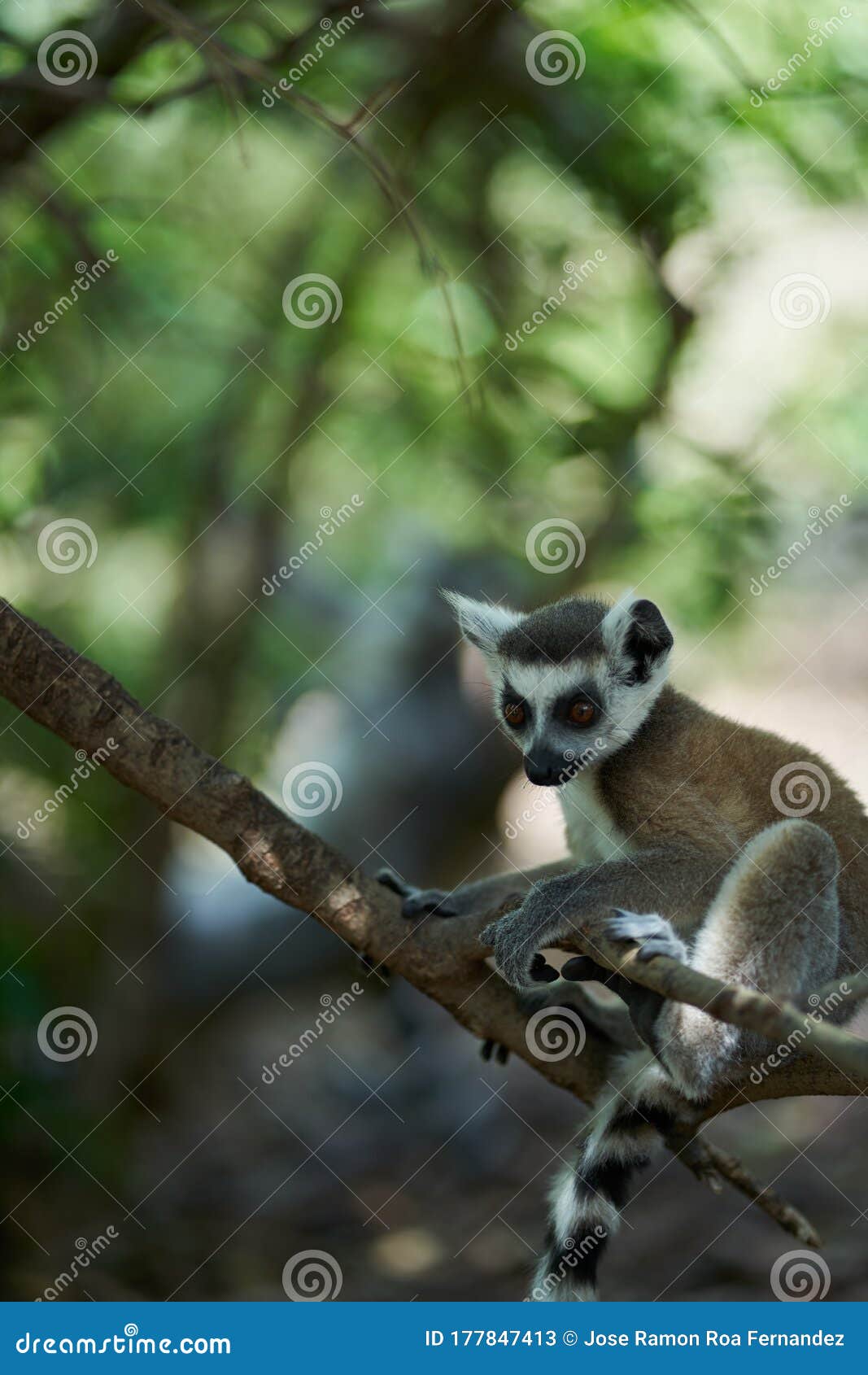 Baby Lemur on Branch of Tree Stock Image - Image of primate, madagascar ...