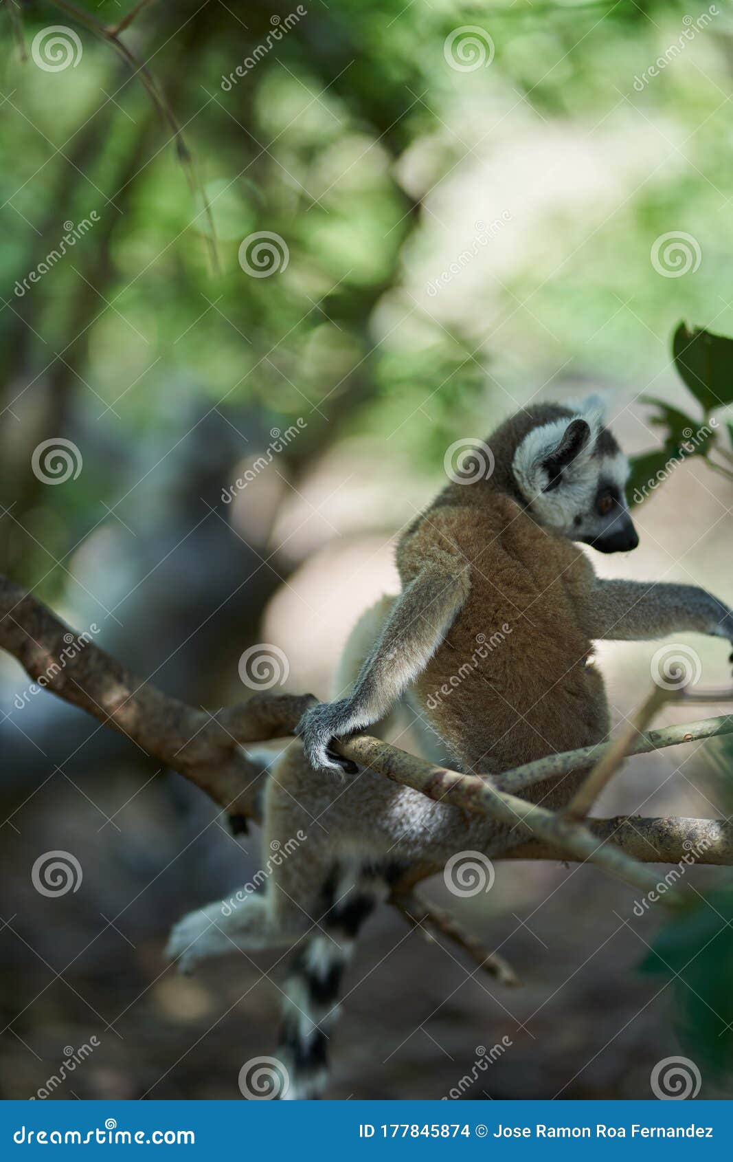 Baby Lemur on Branch of Tree Stock Photo - Image of baby, lemurs: 177845874