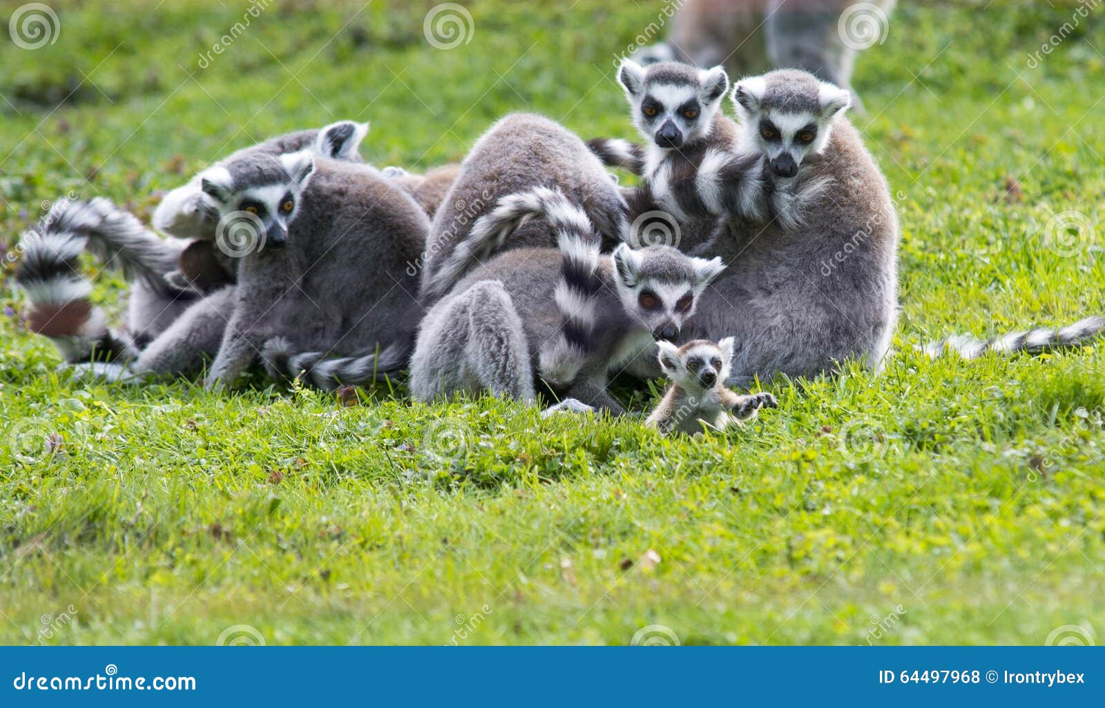 Baby lemur with family stock photo. Image of animal, cuddle - 64497968