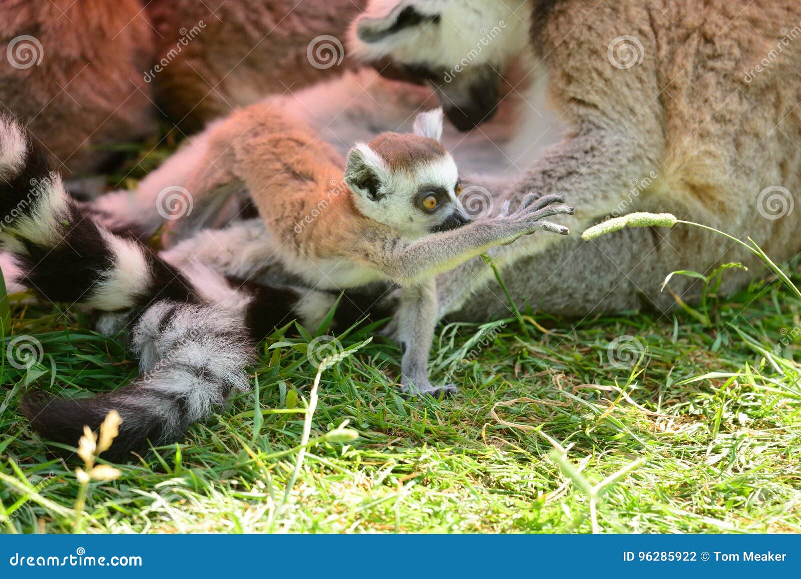 Baby lemur stock photo. Image of family, wild, ring, outdoors - 96285922