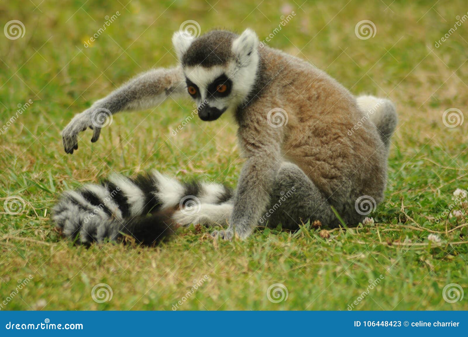 Baby lemur stock image. Image of nature, baby, lemur - 106448423