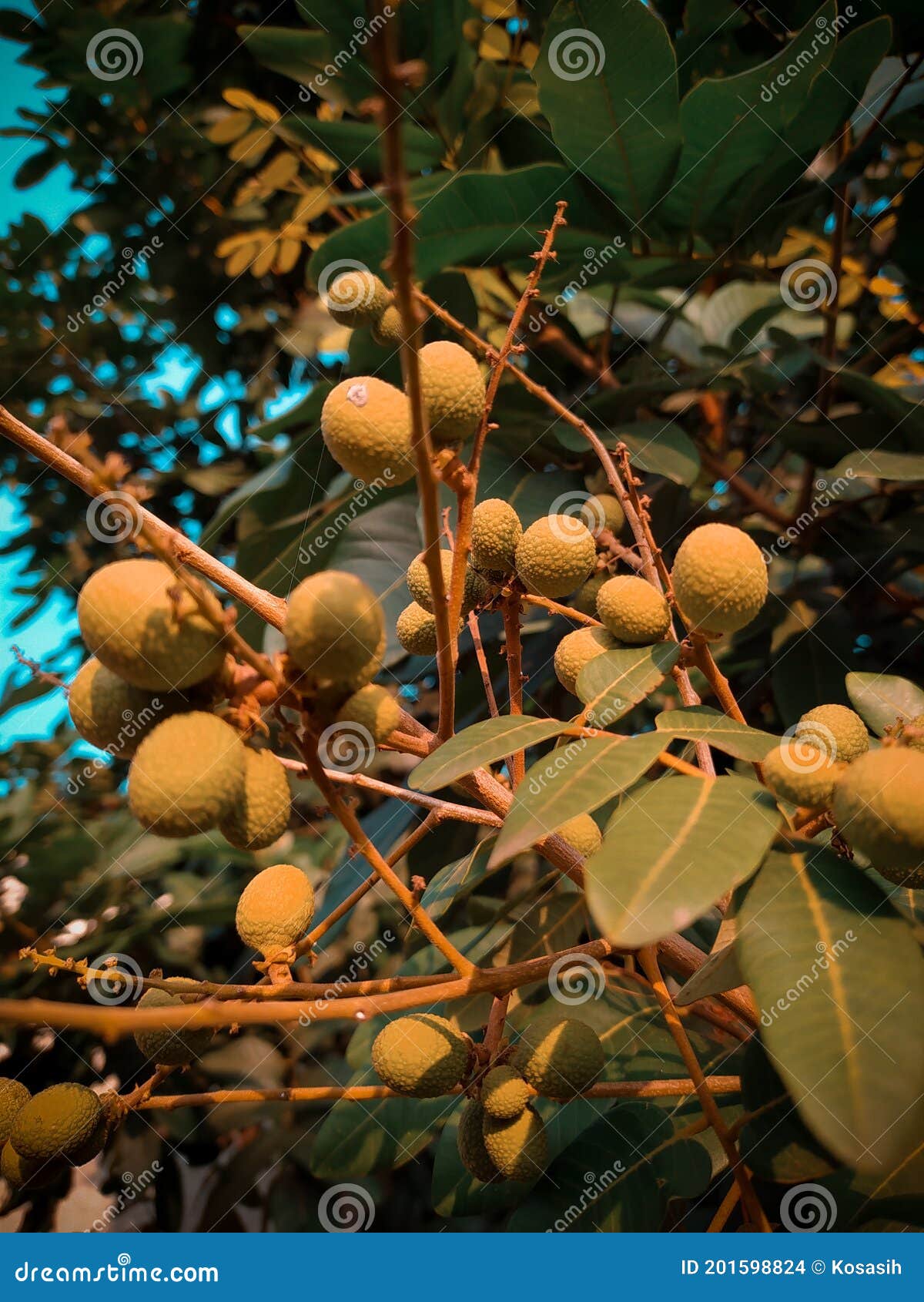 Baby lengkeng fruit stock photo. Image of green, lengkeng - 201598824