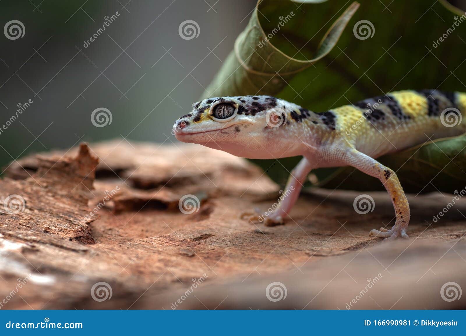 Baby Leopard Gecko in the Garden Stock Image - Image of leaf, exploring ...