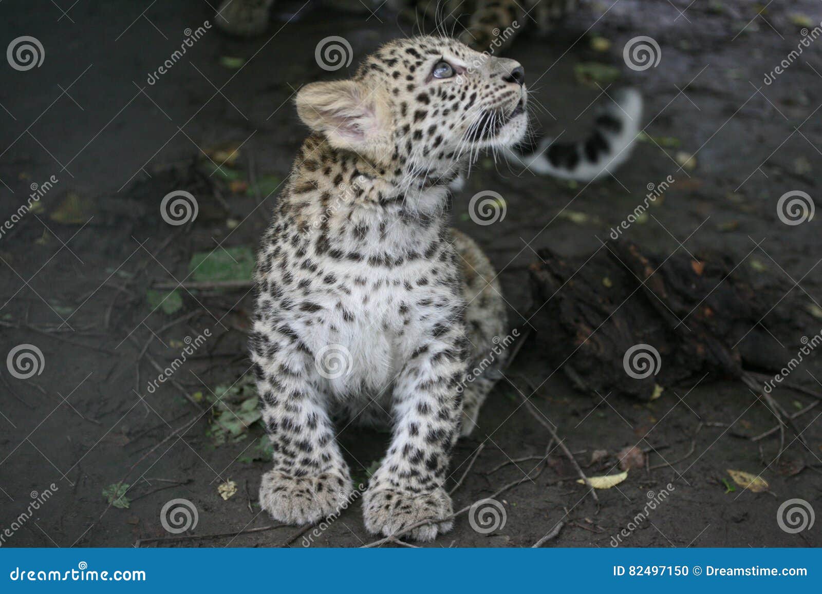 Baby leopard stock photo. Image of leopard, wild, spotty - 82497150