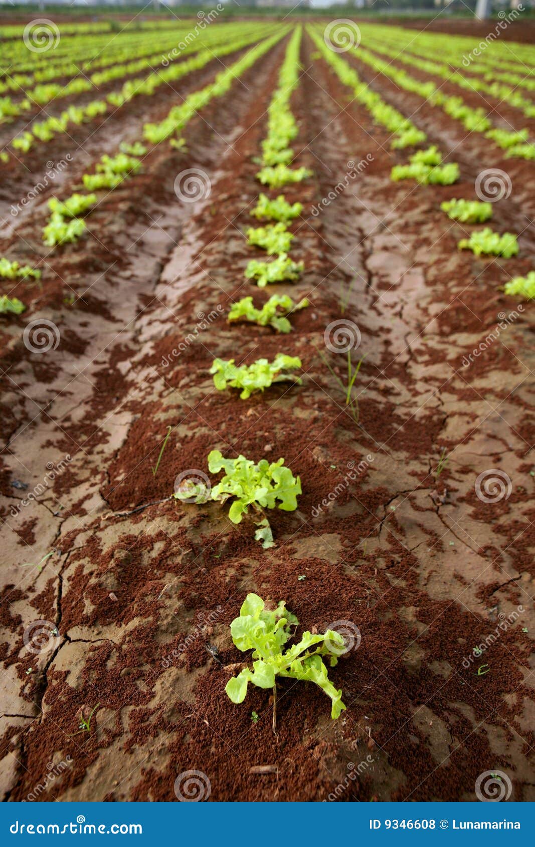 Baby Lettuce Green And Red Plant Sprouts In Pots Stock Image ...