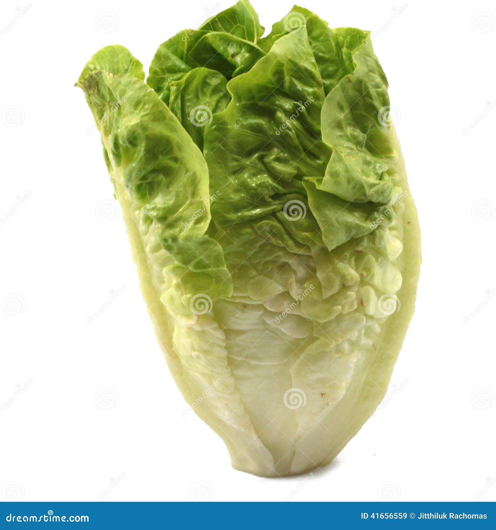 Baby Lettuce Green And Red Plant Sprouts In Pots Stock Image ...