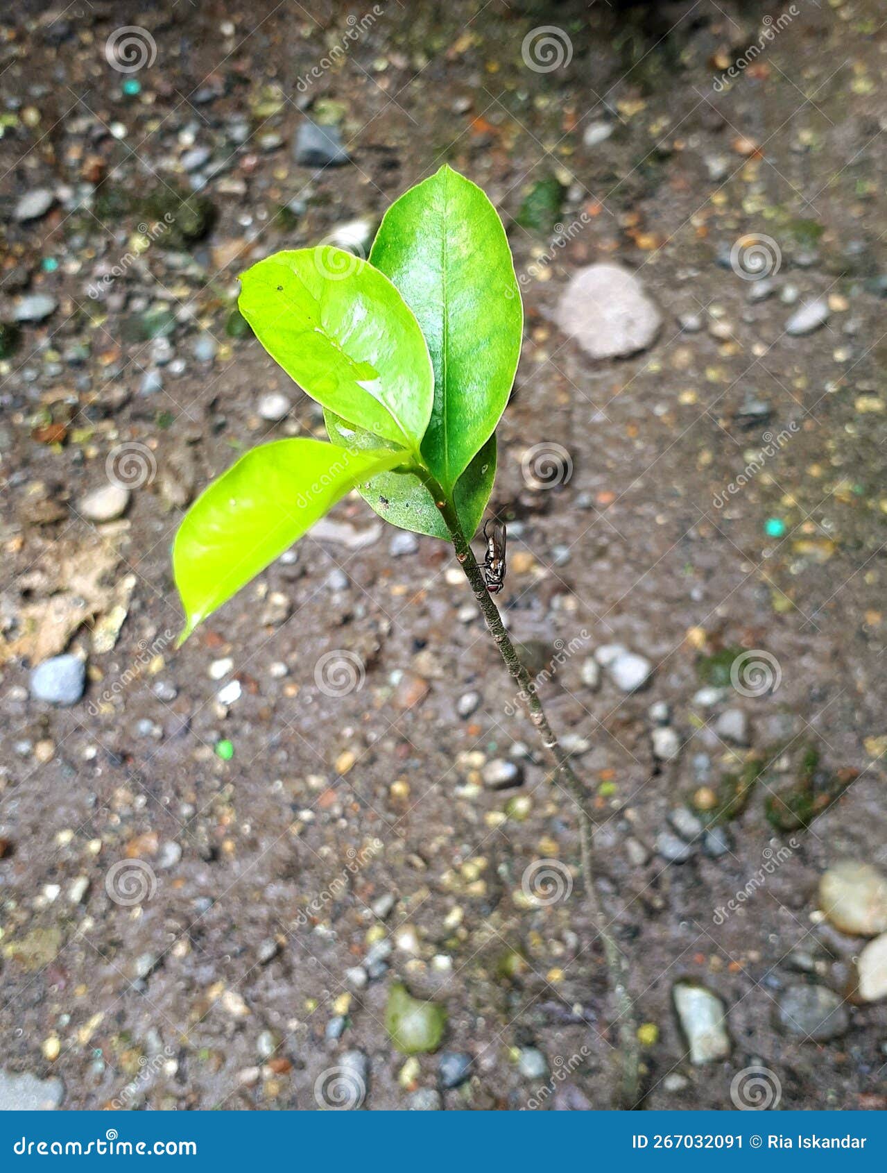Baby lime tree stock image. Image of insect, trees, shrub - 267032091