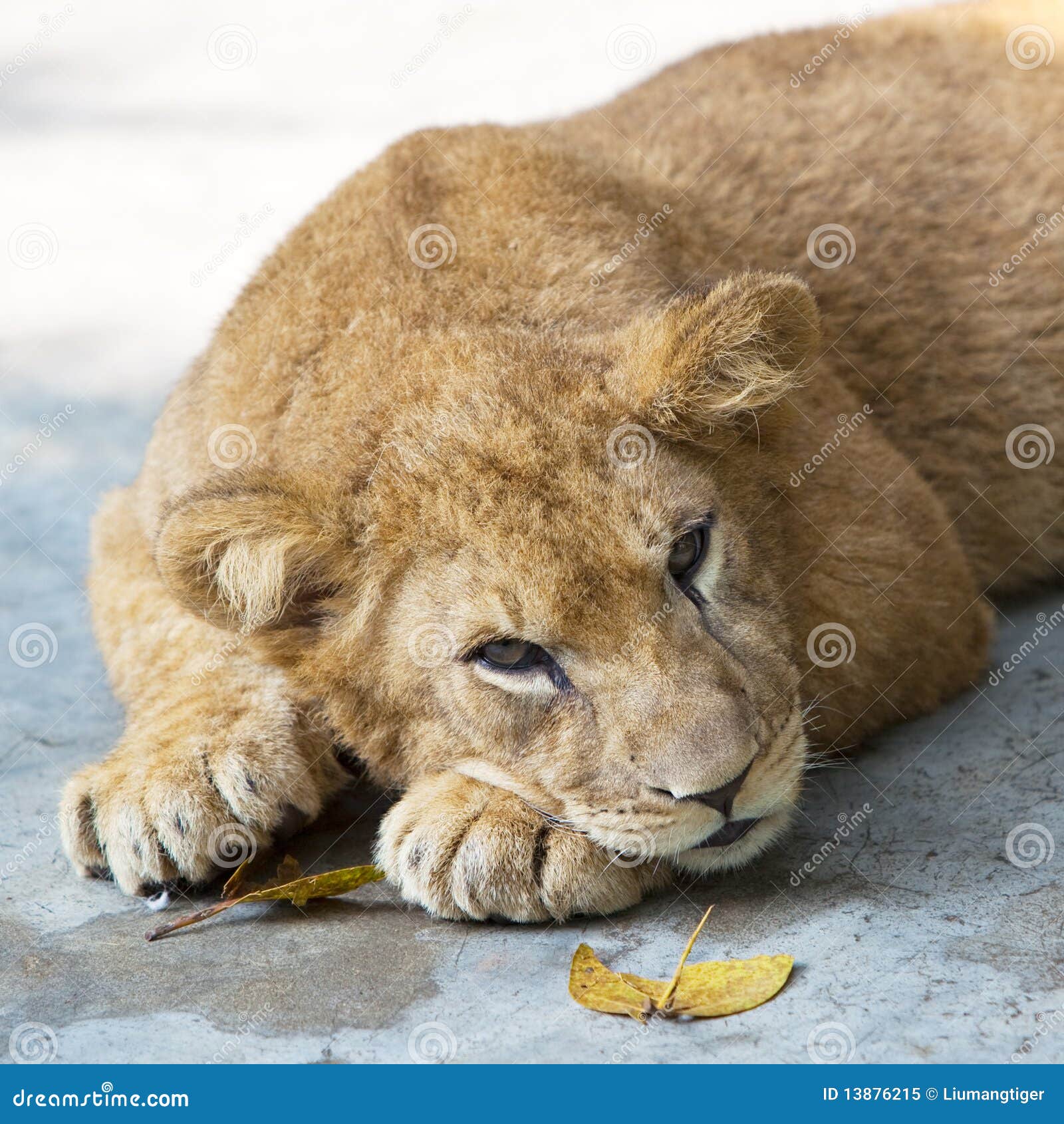 Baby lion stock image. Image of male, baby, lion, grovel - 13876215