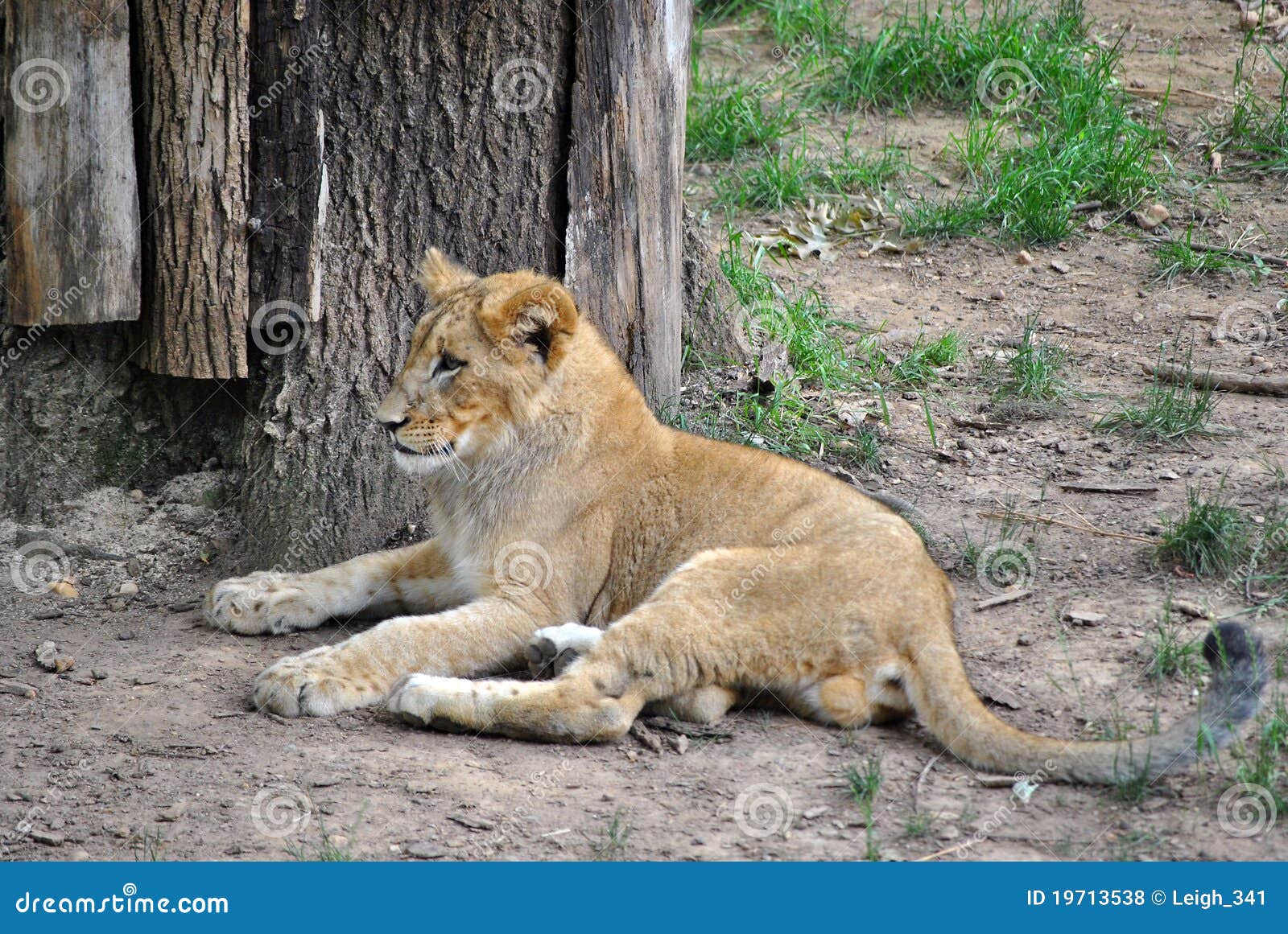 Baby Lion Cub stock photo. Image of tree, baby, sleeping - 19713538