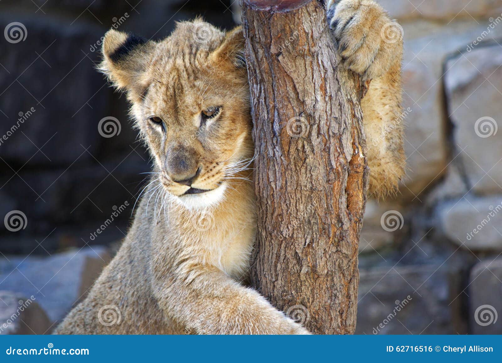 Baby Lion Cub Hanging on Tree Trunk Stock Photo - Image of hunt ...