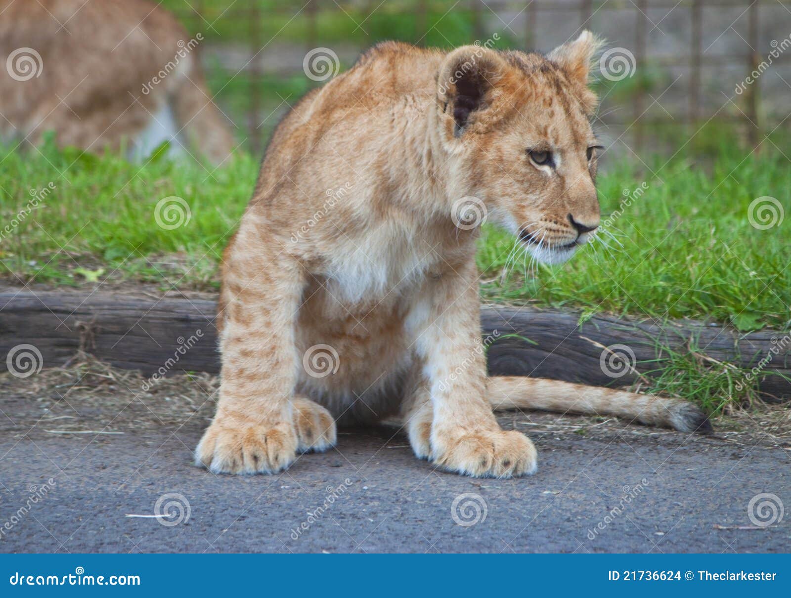 Lion Sat Grass Stock Photos - Free & Royalty-Free Stock Photos from ...
