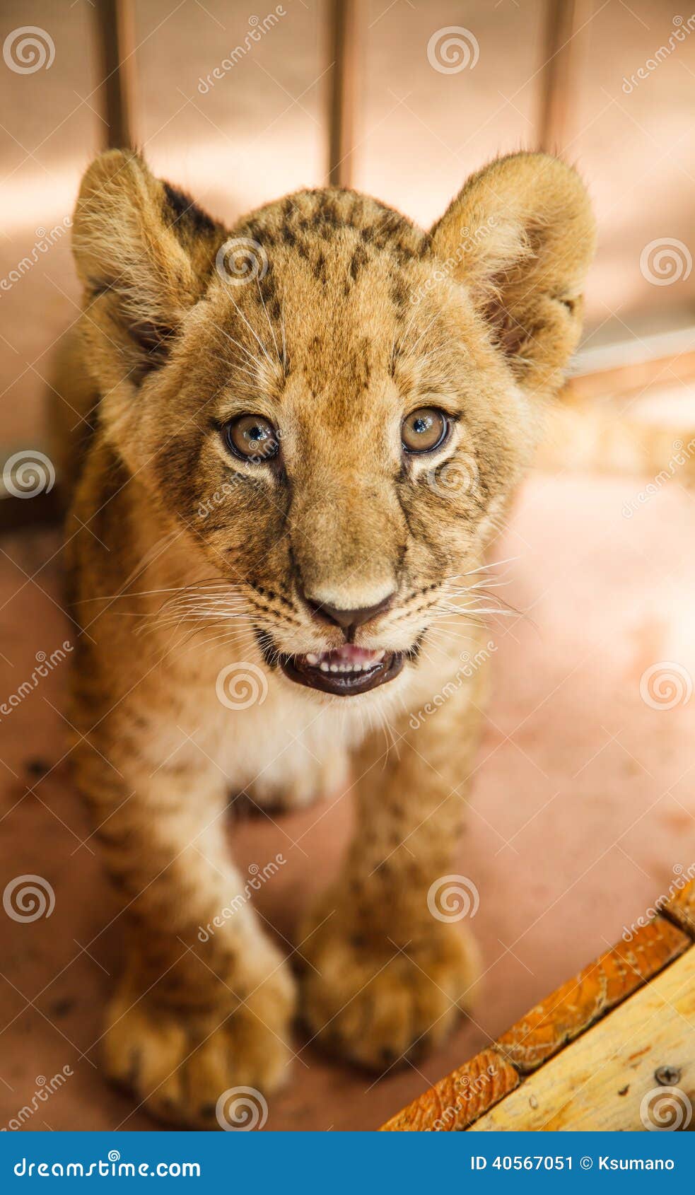 Baby lion stock image. Image of cute, mammal, small, wildlife - 40567051