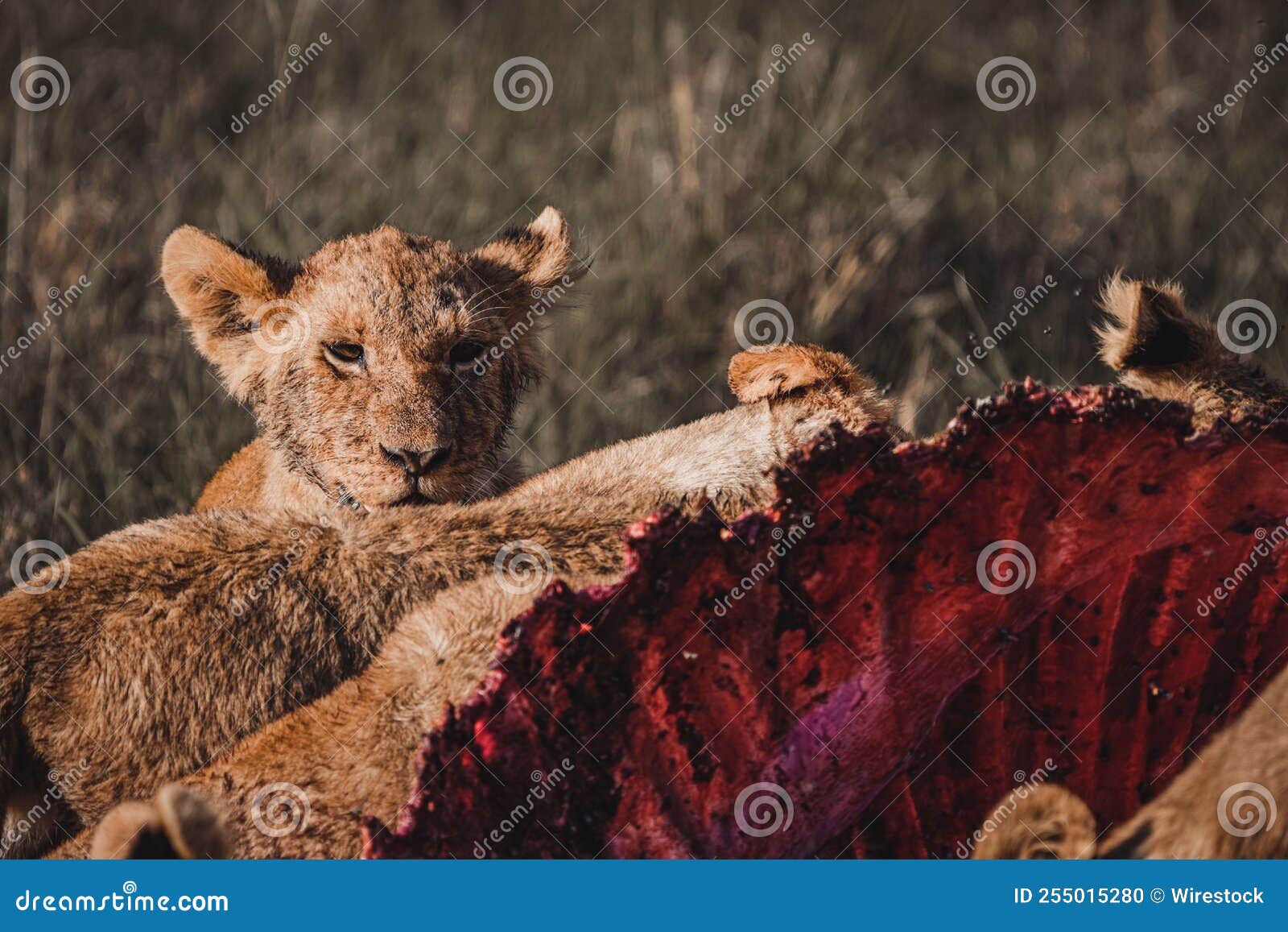 Baby Lion Eating the Prey after Hunting Stock Photo - Image of outdoors ...