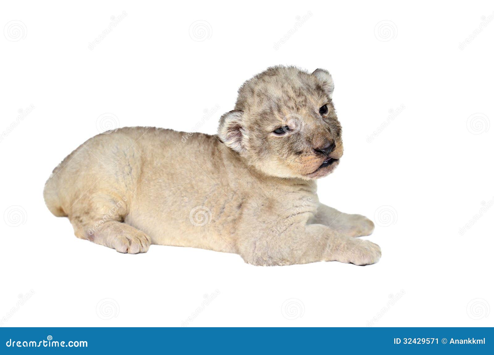 Baby lion isolated stock image. Image of cute, color - 32429571