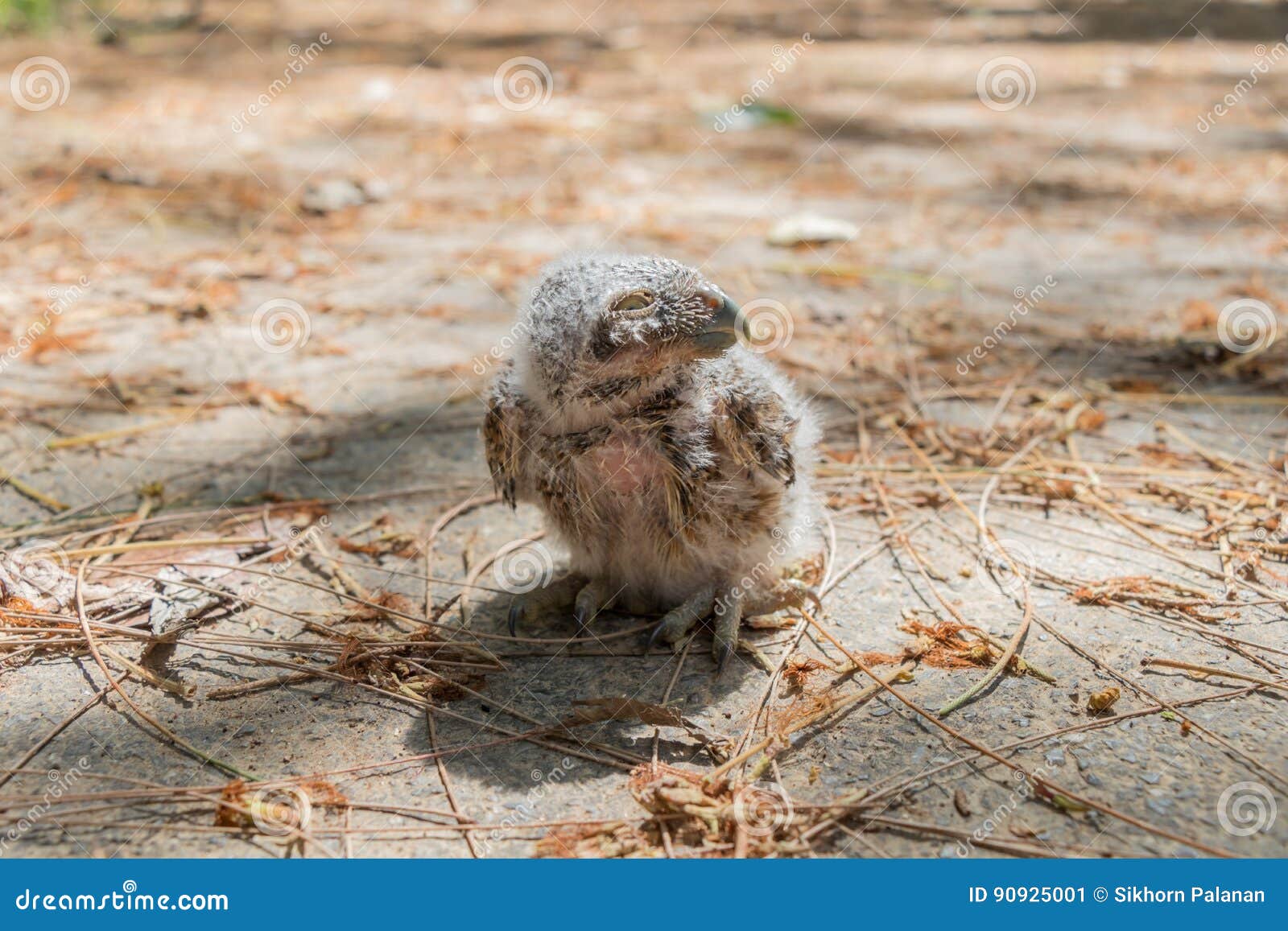 Baby Little Owl stock image. Image of noctua, fukurou - 90925001
