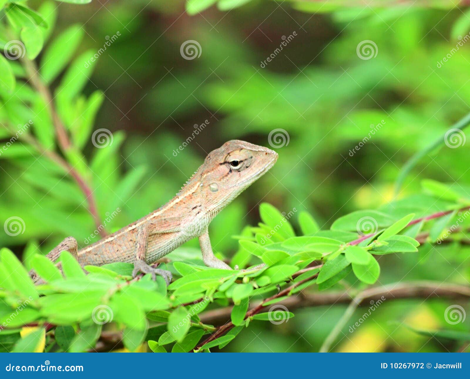Baby lizard stock photo. Image of small, closeup, amphibians - 10267972