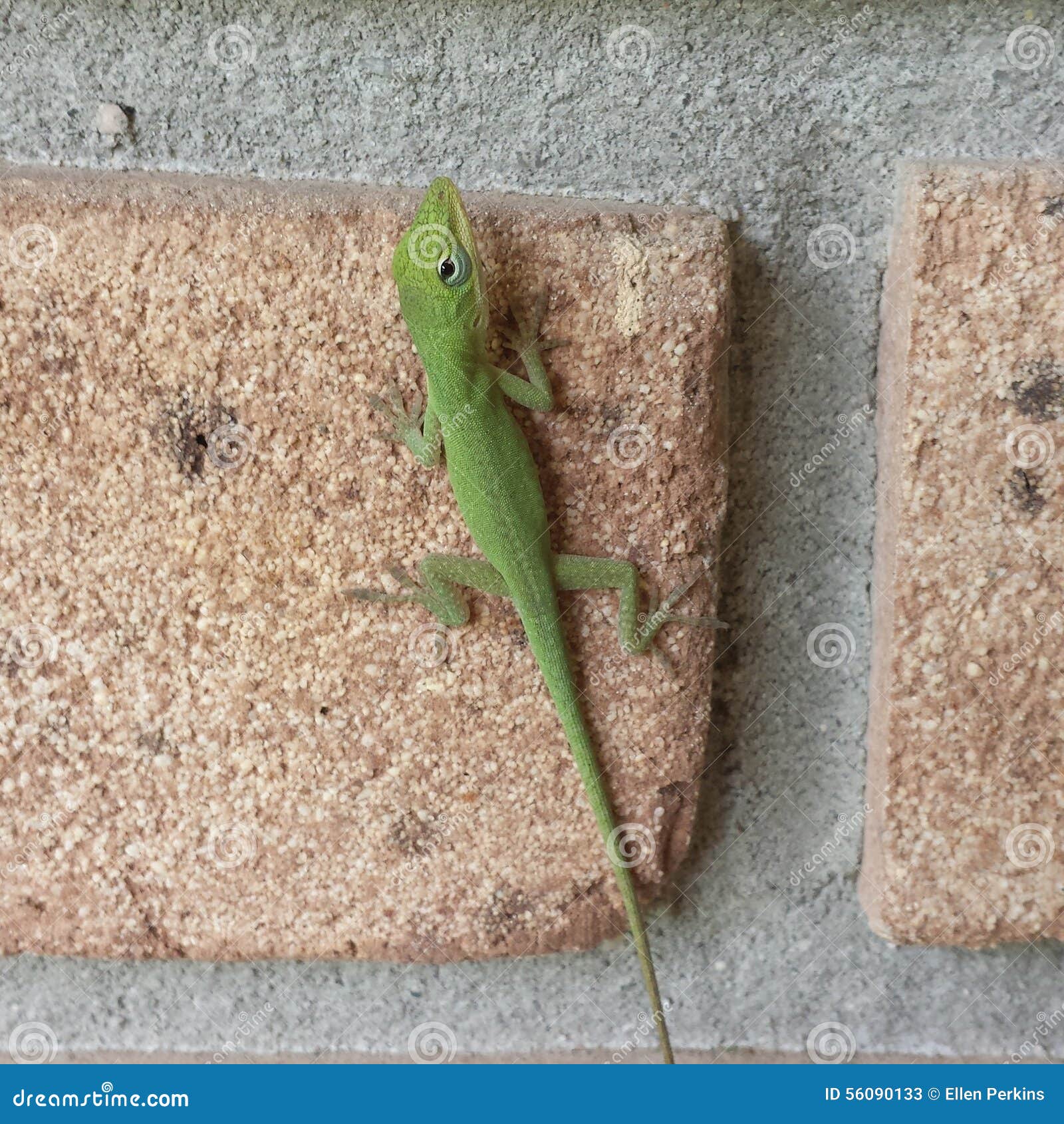Baby lizard stock image. Image of green, nature, lizard - 56090133