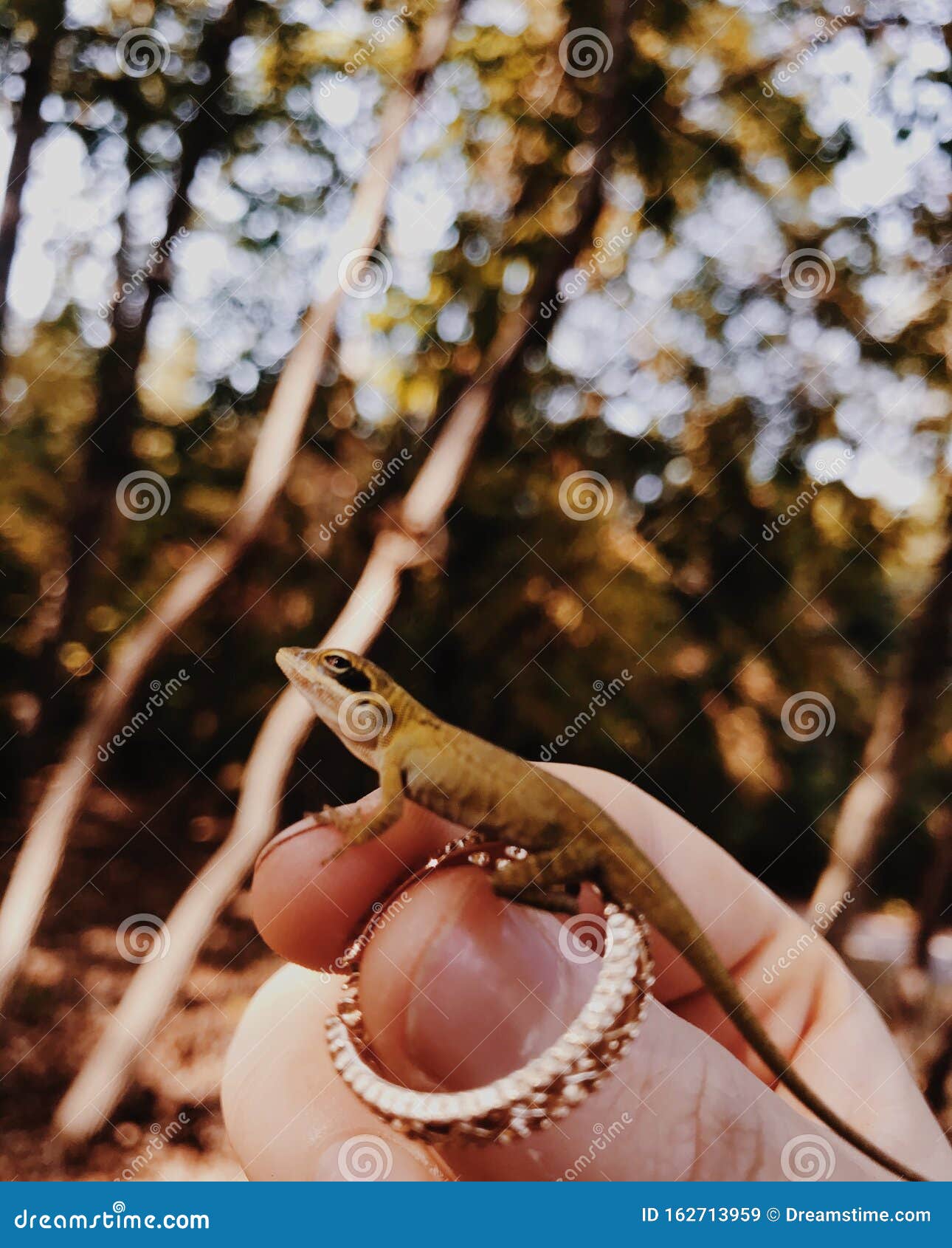 Lizard stock image. Image of ring, baby, nature, lizard - 162713959
