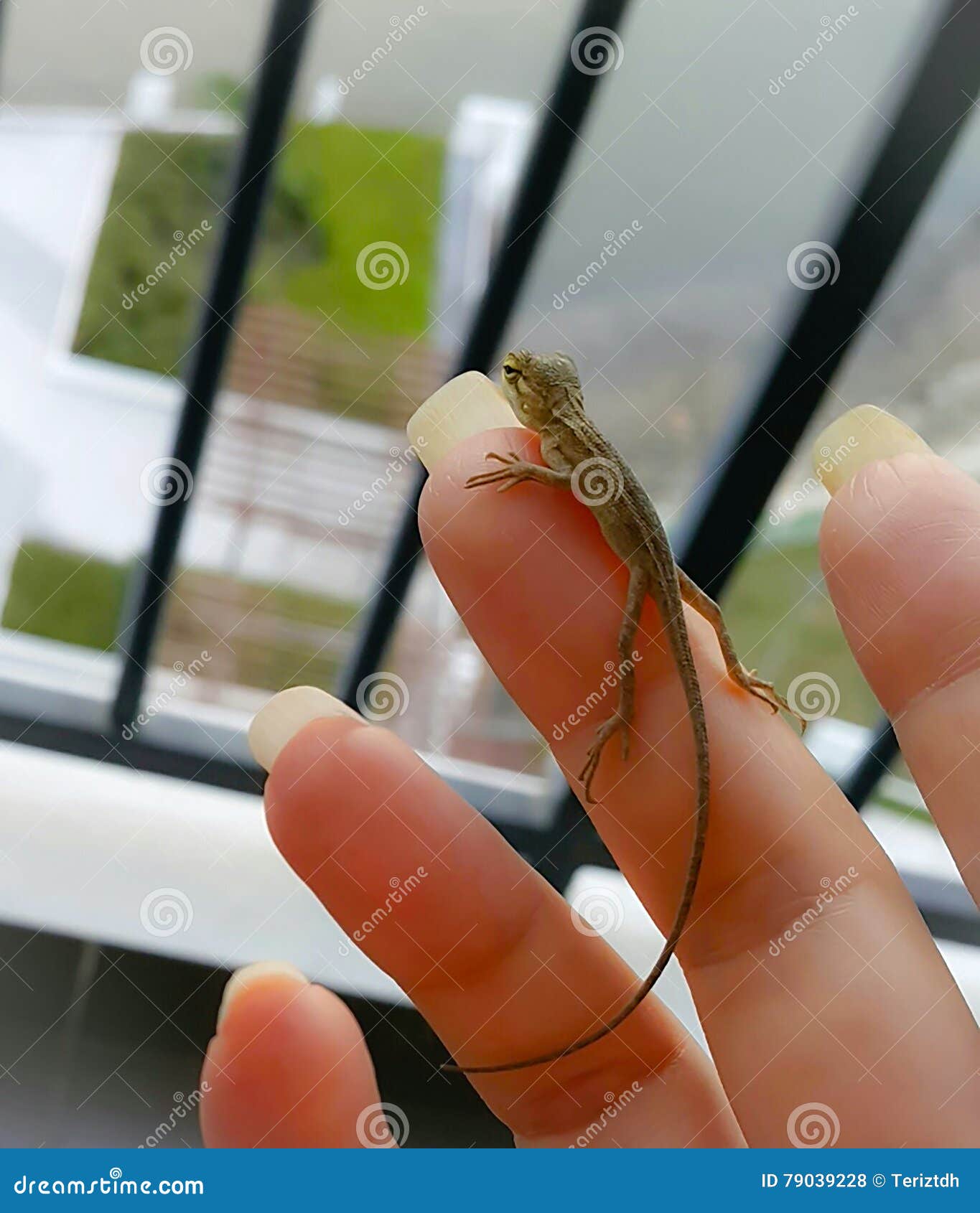 Baby Lizard S First View of the World Outside Stock Photo - Image of ...