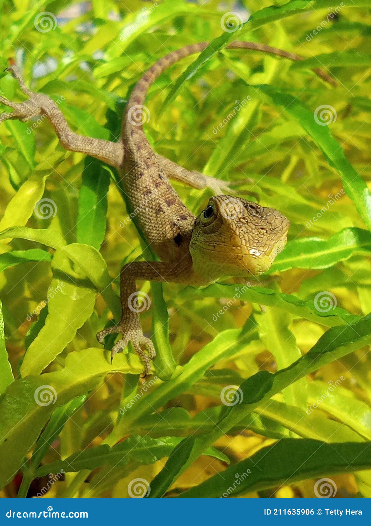 Baby lizard stock photo. Image of lizard, reptile, green - 211635906