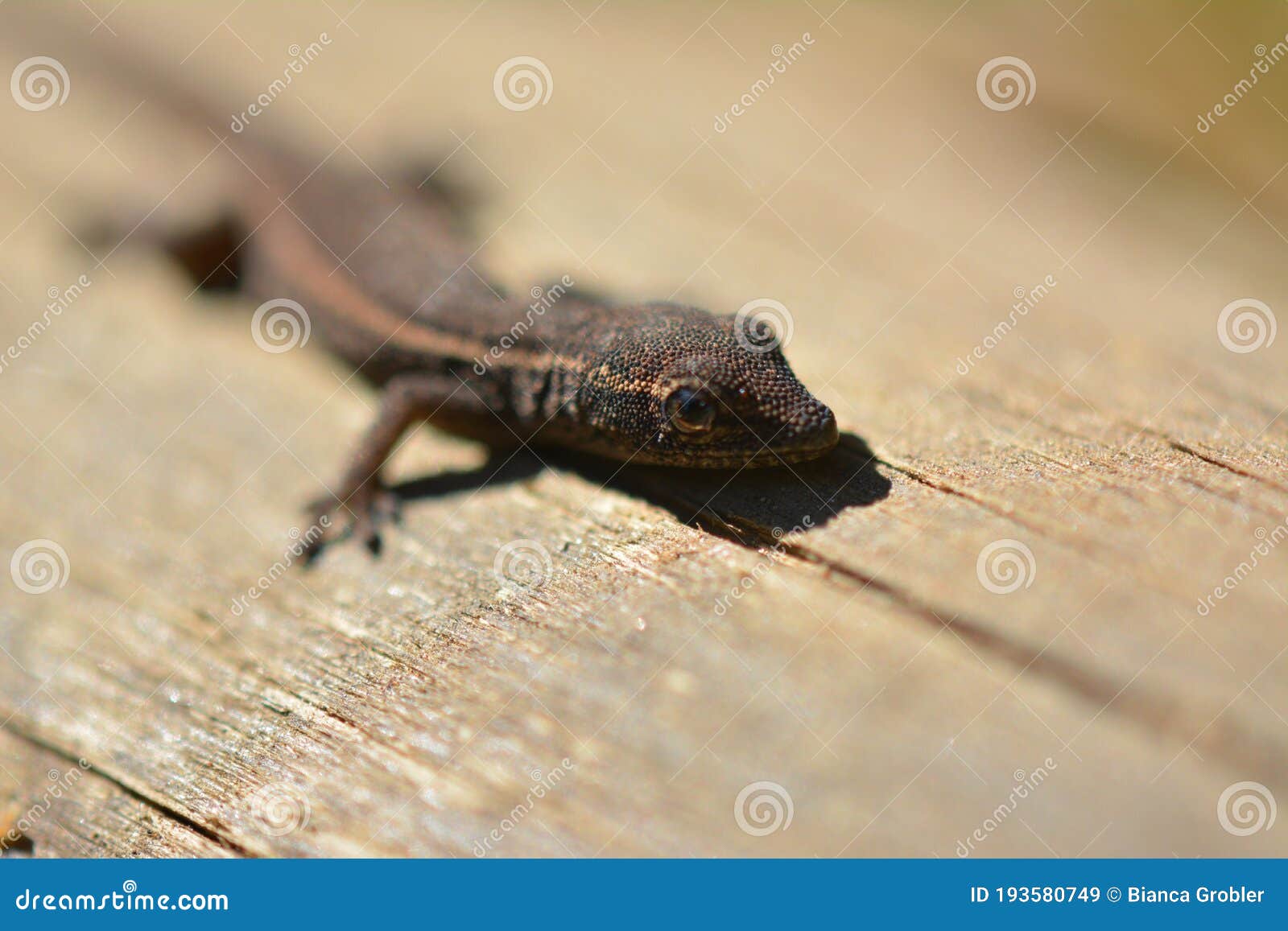 Baby Lizzard Roaming Garden Stock Image - Image of arthropod ...