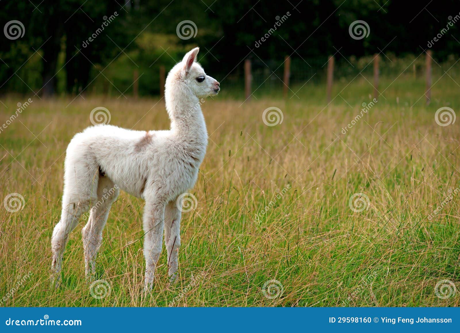 Baby llama stock photo. Image of small, field, animal - 29598160