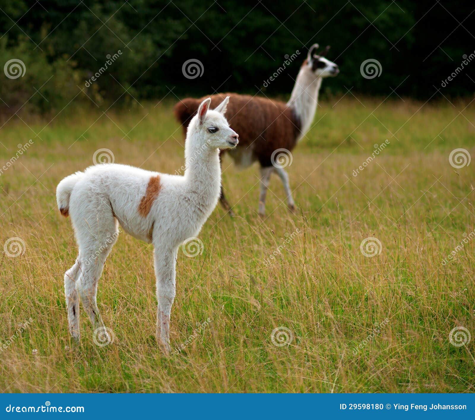 Baby llama stock photo. Image of south, bolivia, wool - 29598180