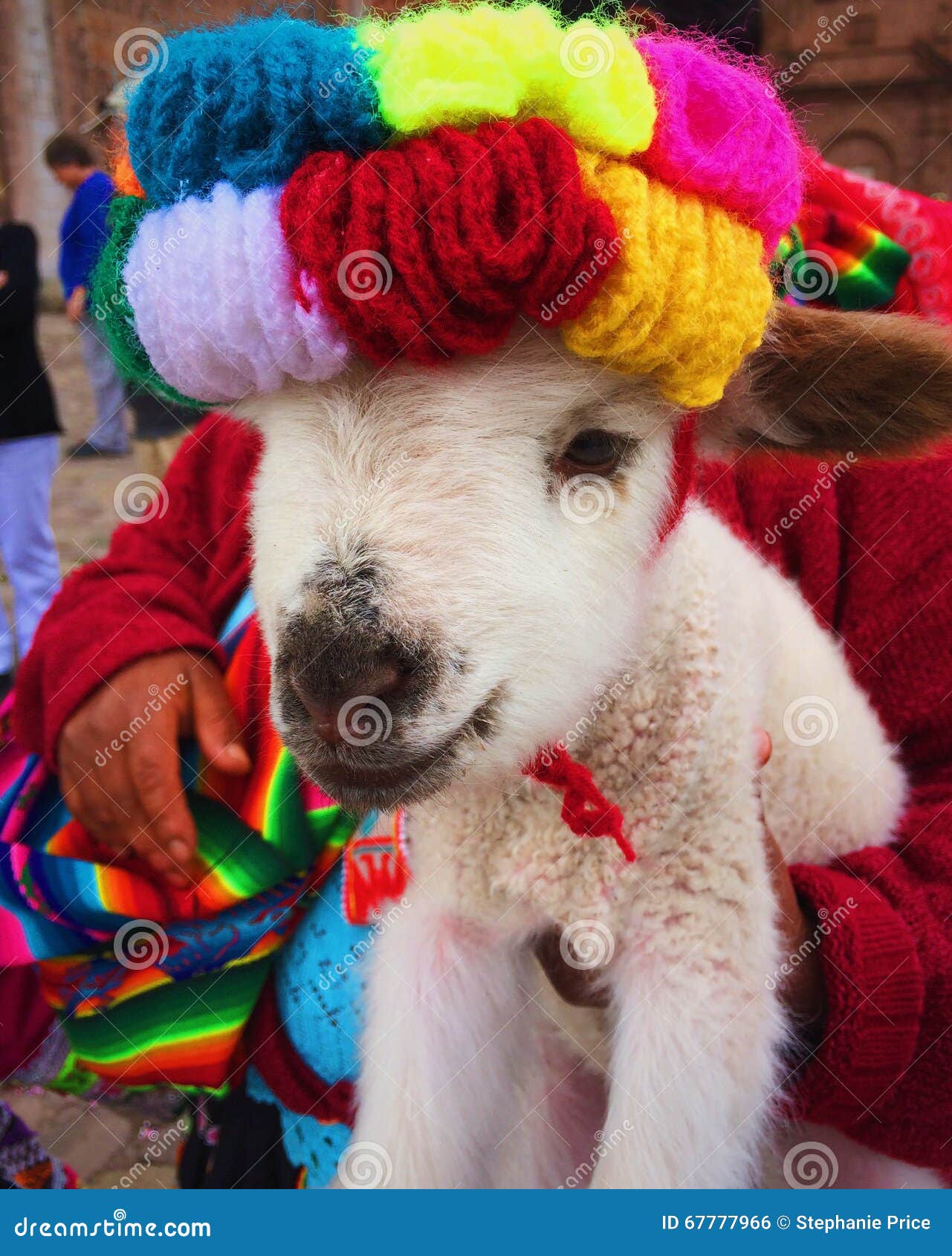 Baby llama stock photo. Image of adorable, peru, cusco - 67777966