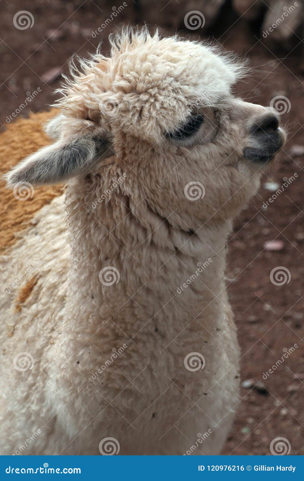 Cute llama stock photo. Image of peru, baby, america - 120976216