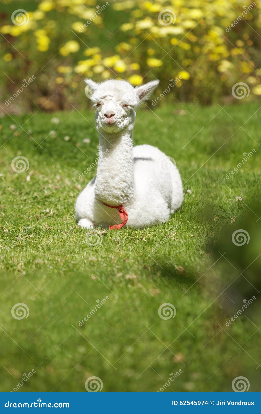 Llama Lying Down Stock Photos - Download 27 Royalty Free Photos