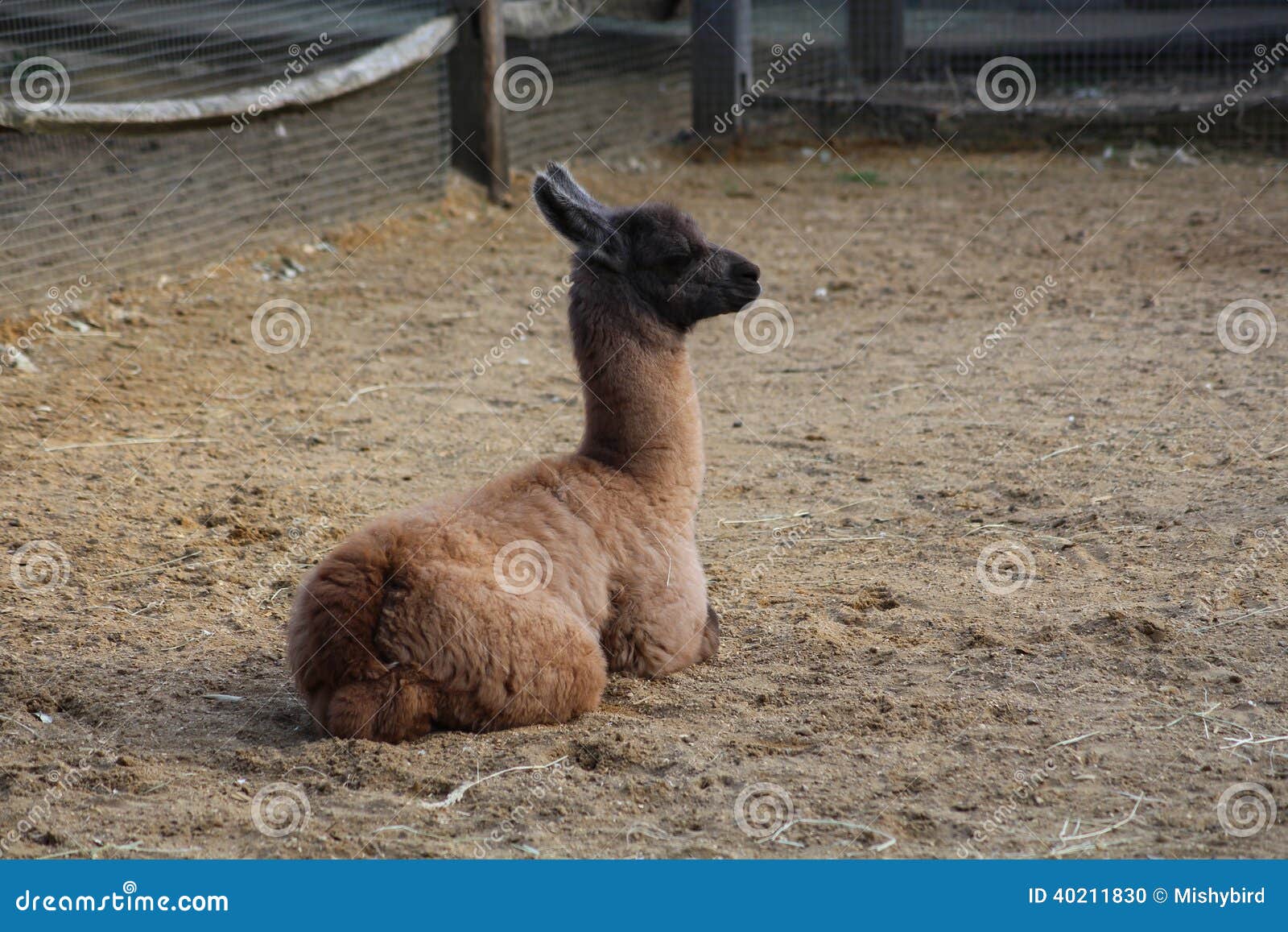 A baby llama stock photo. Image of plants, spit, tail - 40211830