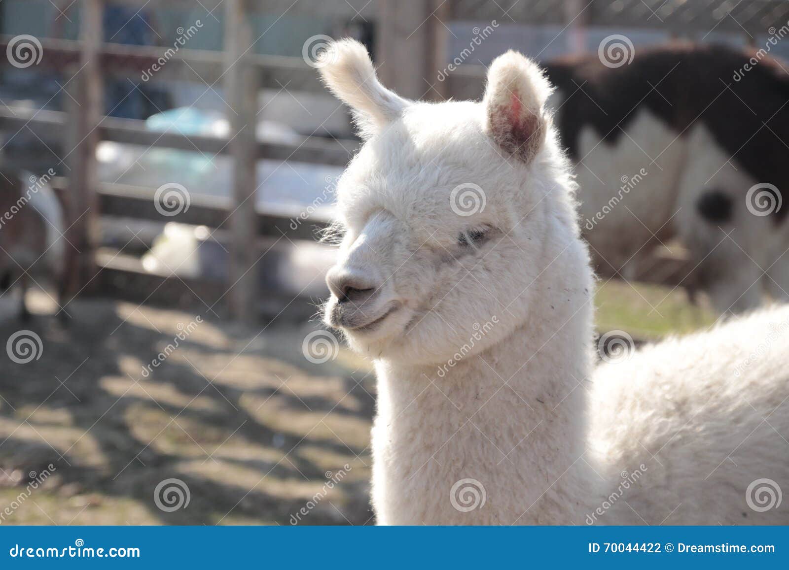 Baby llama stock photo. Image of white, animal, pretty - 70044422