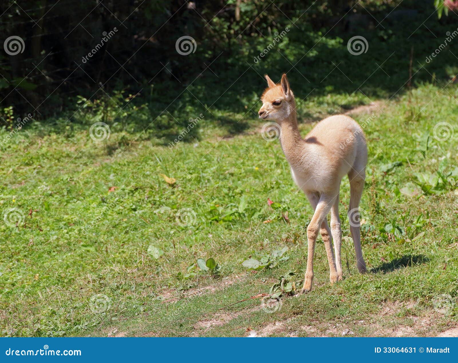 Baby Llamas on the Pasturing Stock Image - Image of background, white ...