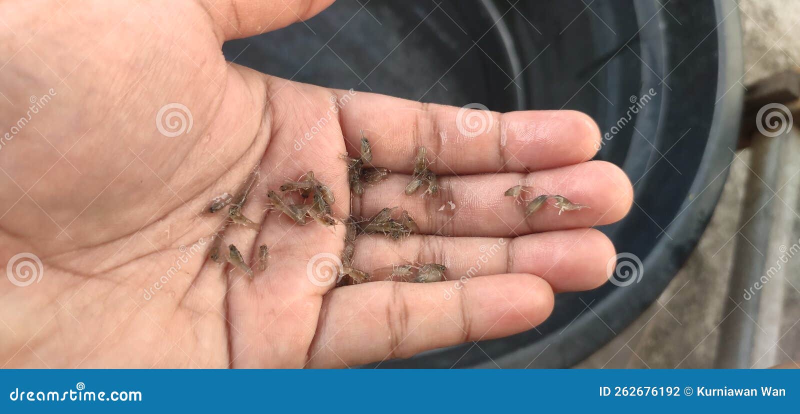 Baby lobster cute stock photo. Image of baby, crayfish - 262676192