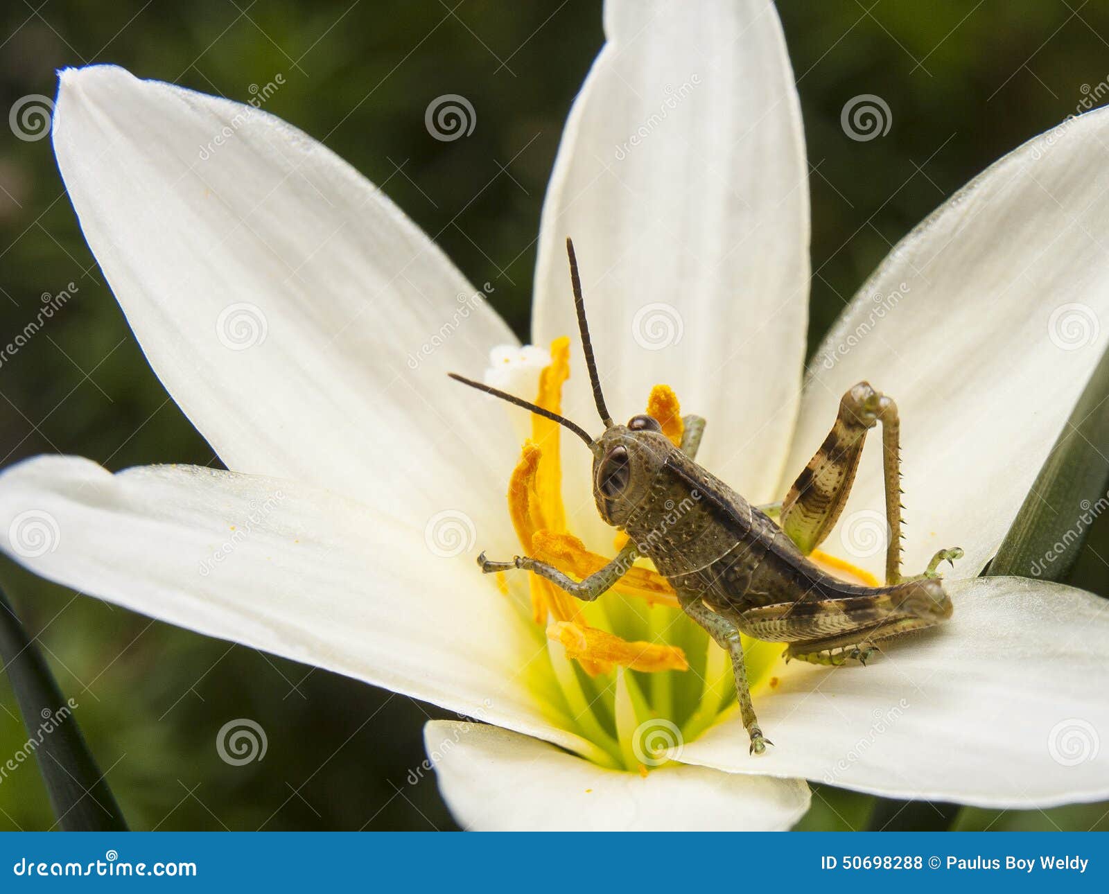 Baby Locust stock photo. Image of flower, locust, belalang - 50698288