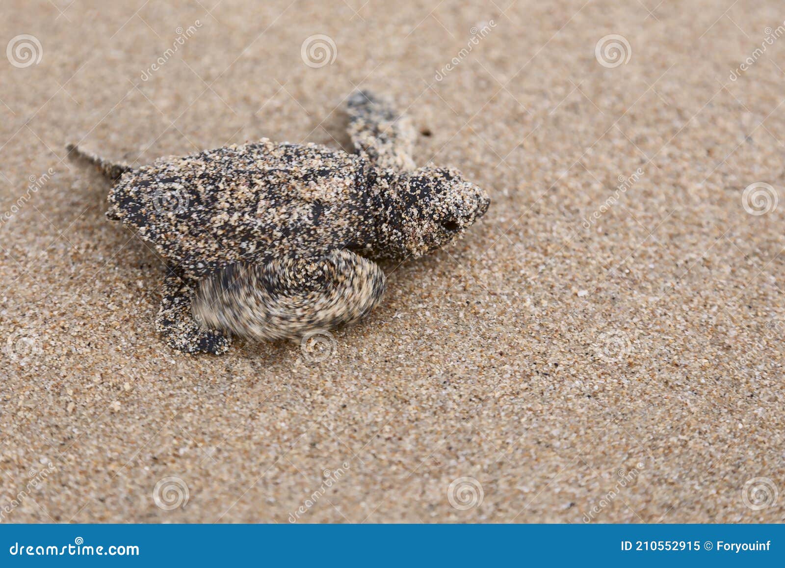 Baby Loggerhead sea turtle stock image. Image of black - 210552915