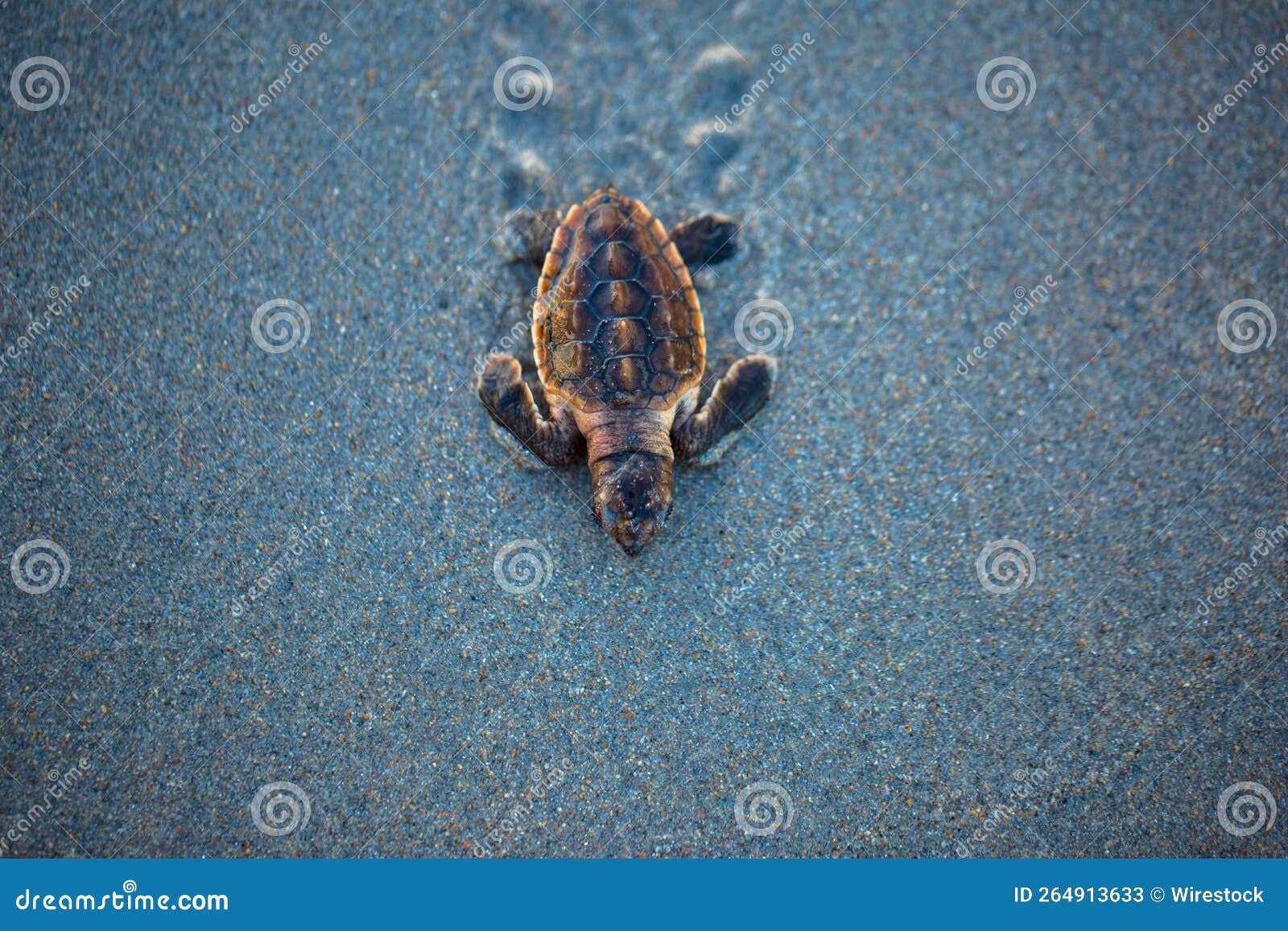 Baby Loggerhead Sea Turtle Moving through the Sand Stock Image - Image ...