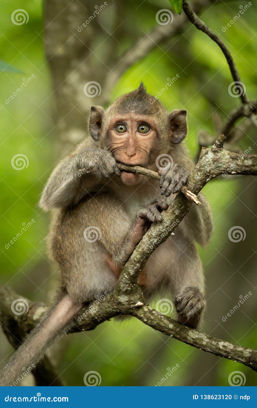Baby Long-tailed Macaque on Branch Biting Twig Stock Photo - Image of ...