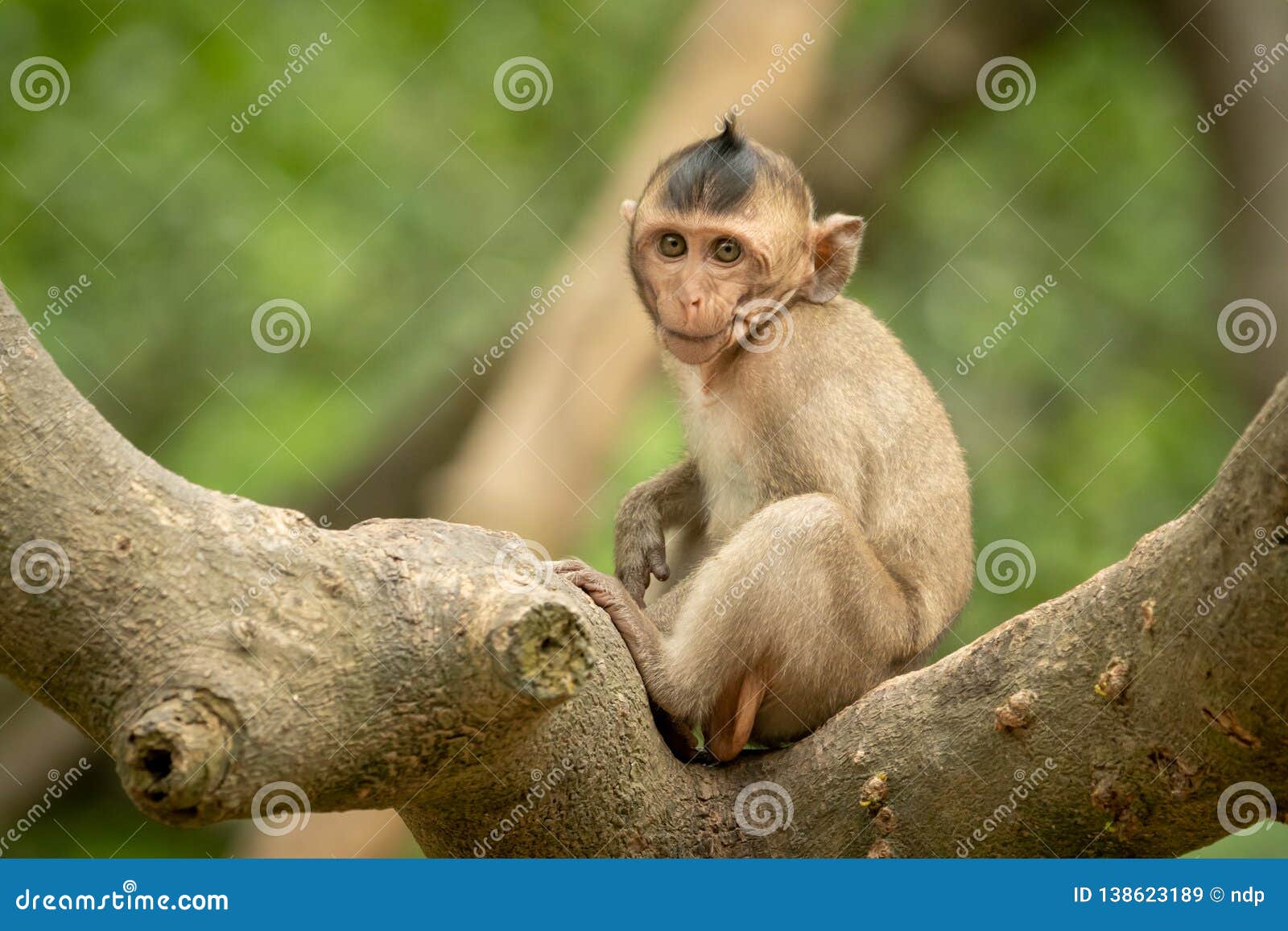 Baby Long-tailed Macaque on Branch Faces Camera Stock Image - Image of ...