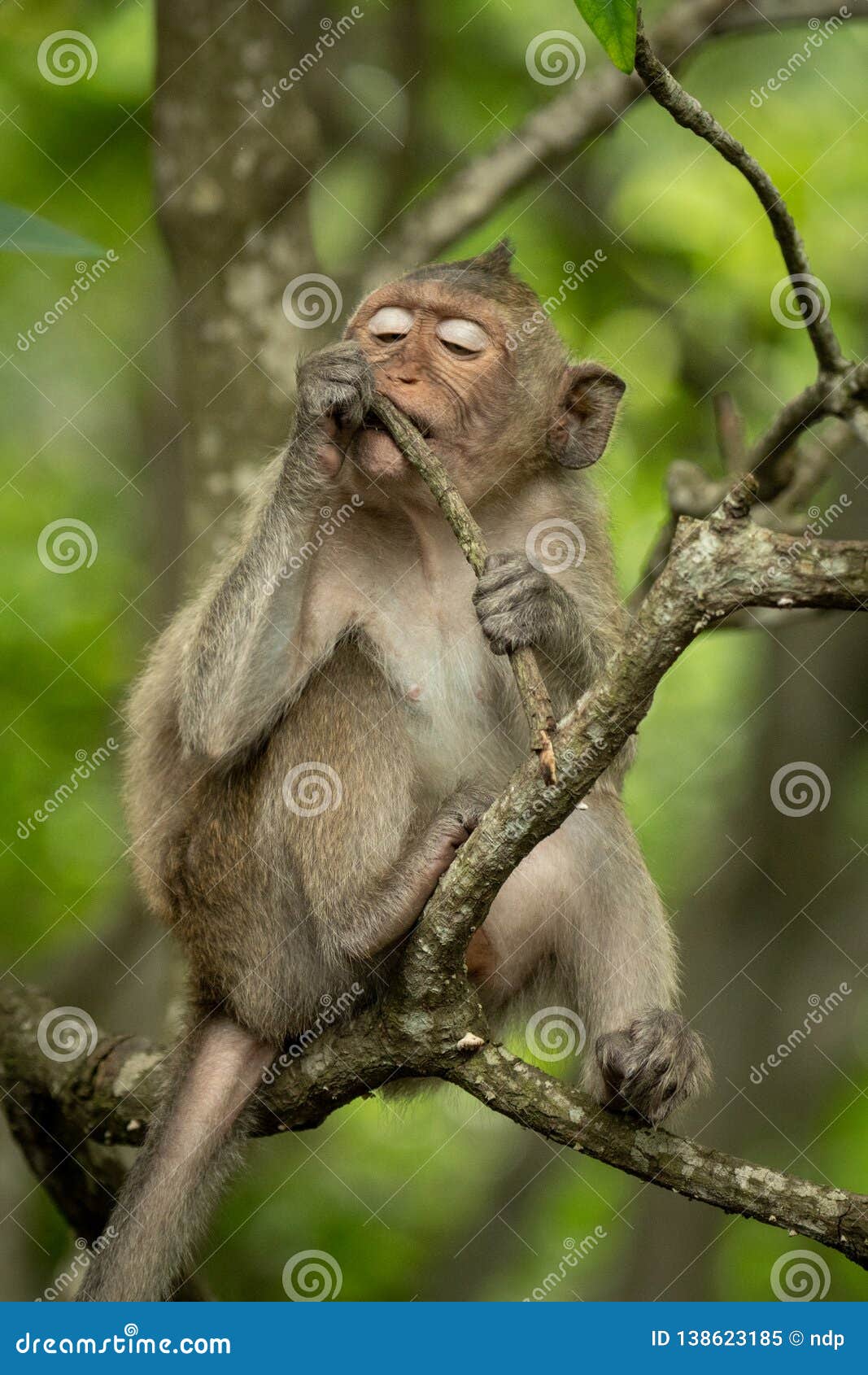 Baby Long-tailed Macaque on Branch with Twig Stock Image - Image of ...