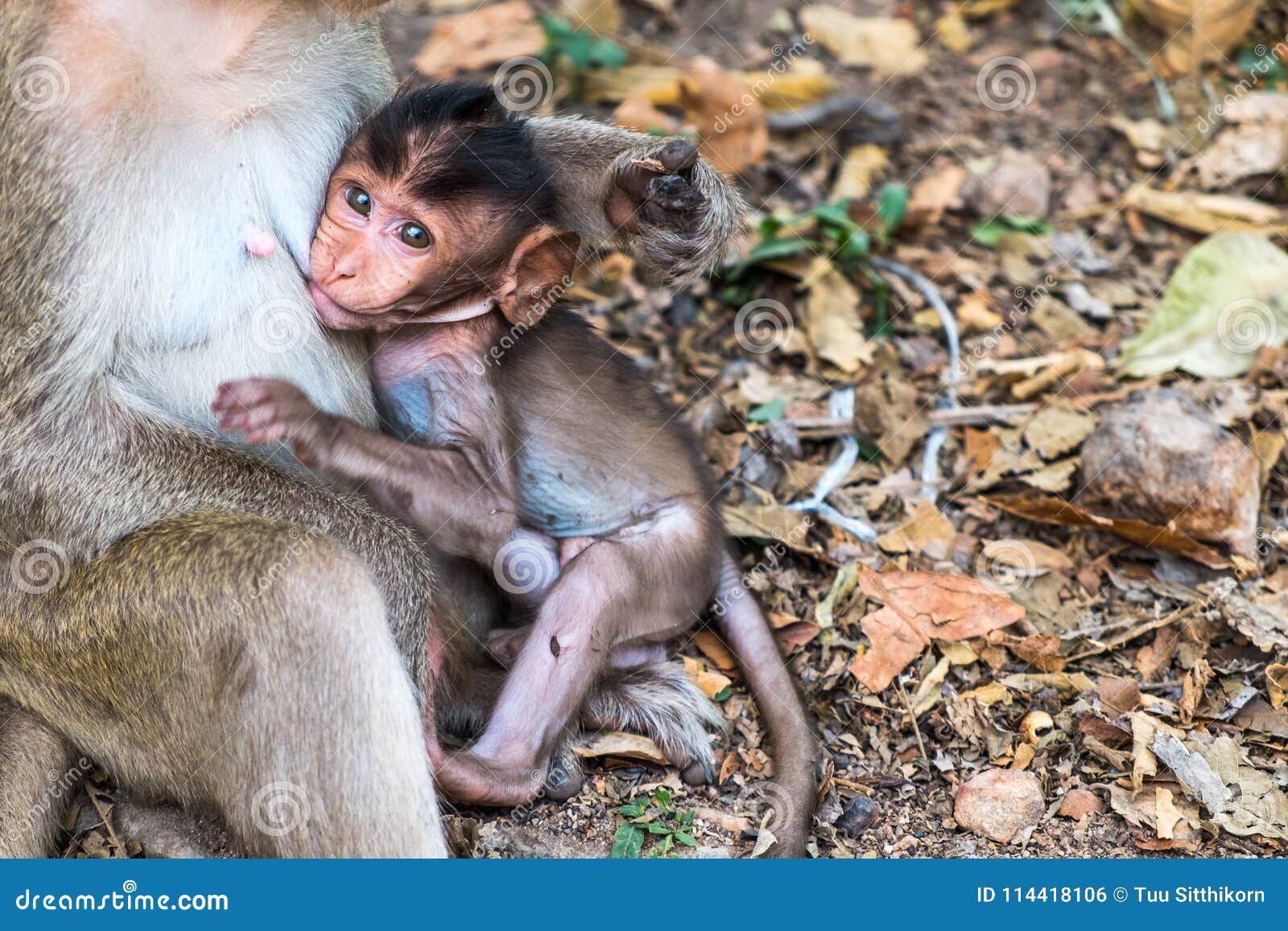 Baby Long-tailed Macaque Monkey Drink Breast Milk Stock Photo - Image ...