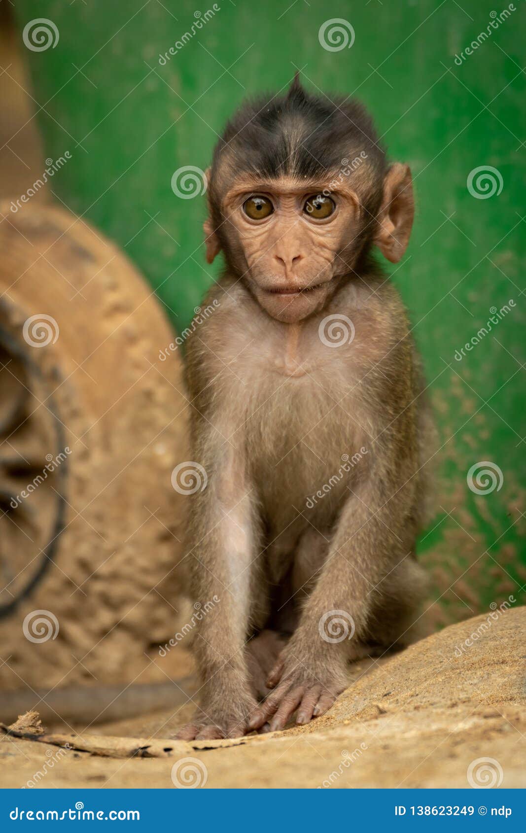 Baby Long-tailed Macaque Sits by Bin Wheel Stock Image - Image of baby ...