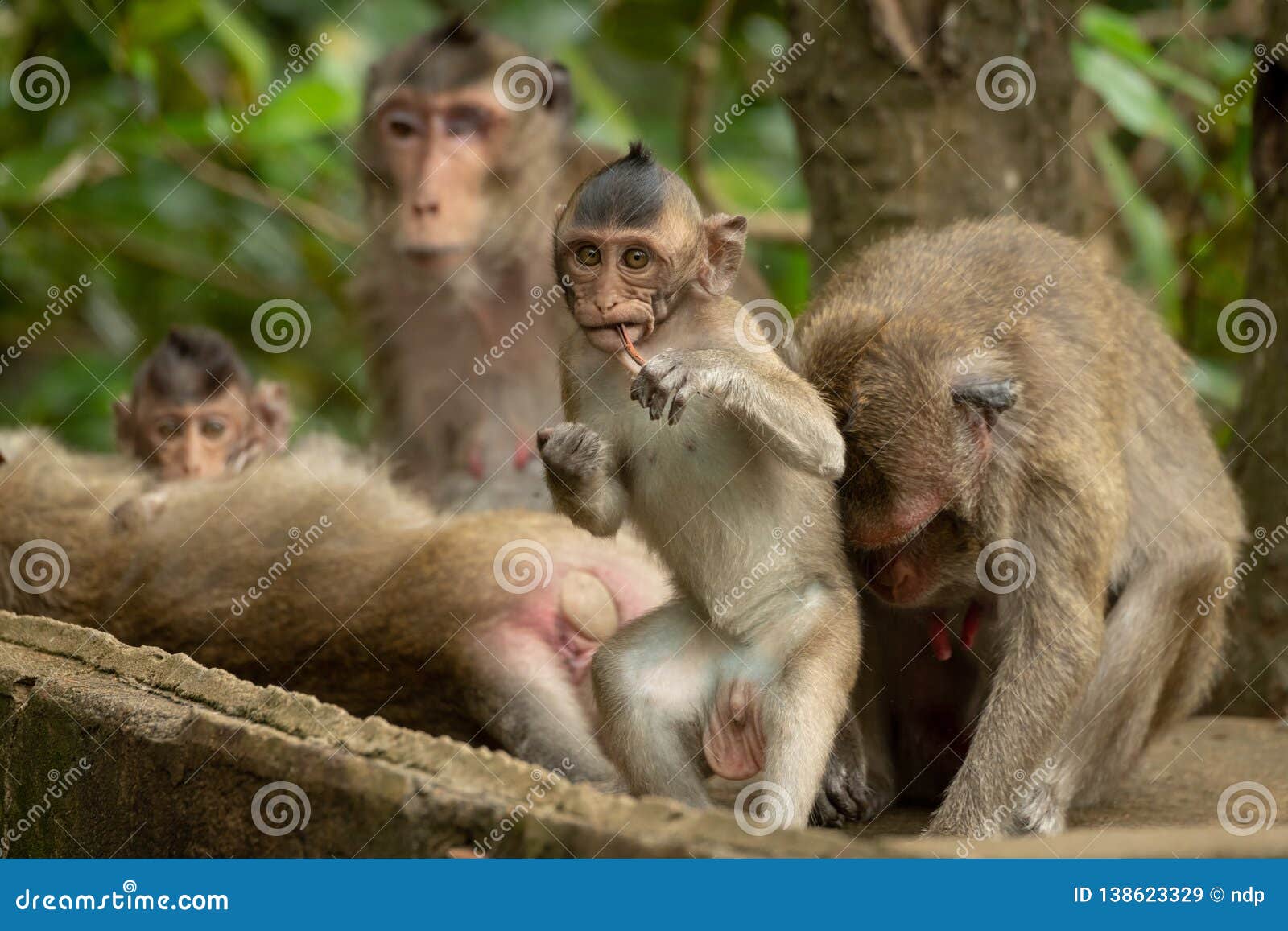 Baby Long-tailed Macaque Stands Up Chewing Twig Stock Image - Image of ...