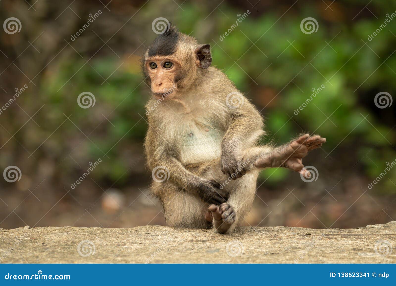 Baby Long-tailed Macaque Stretches Leg on Wall Stock Image - Image of ...