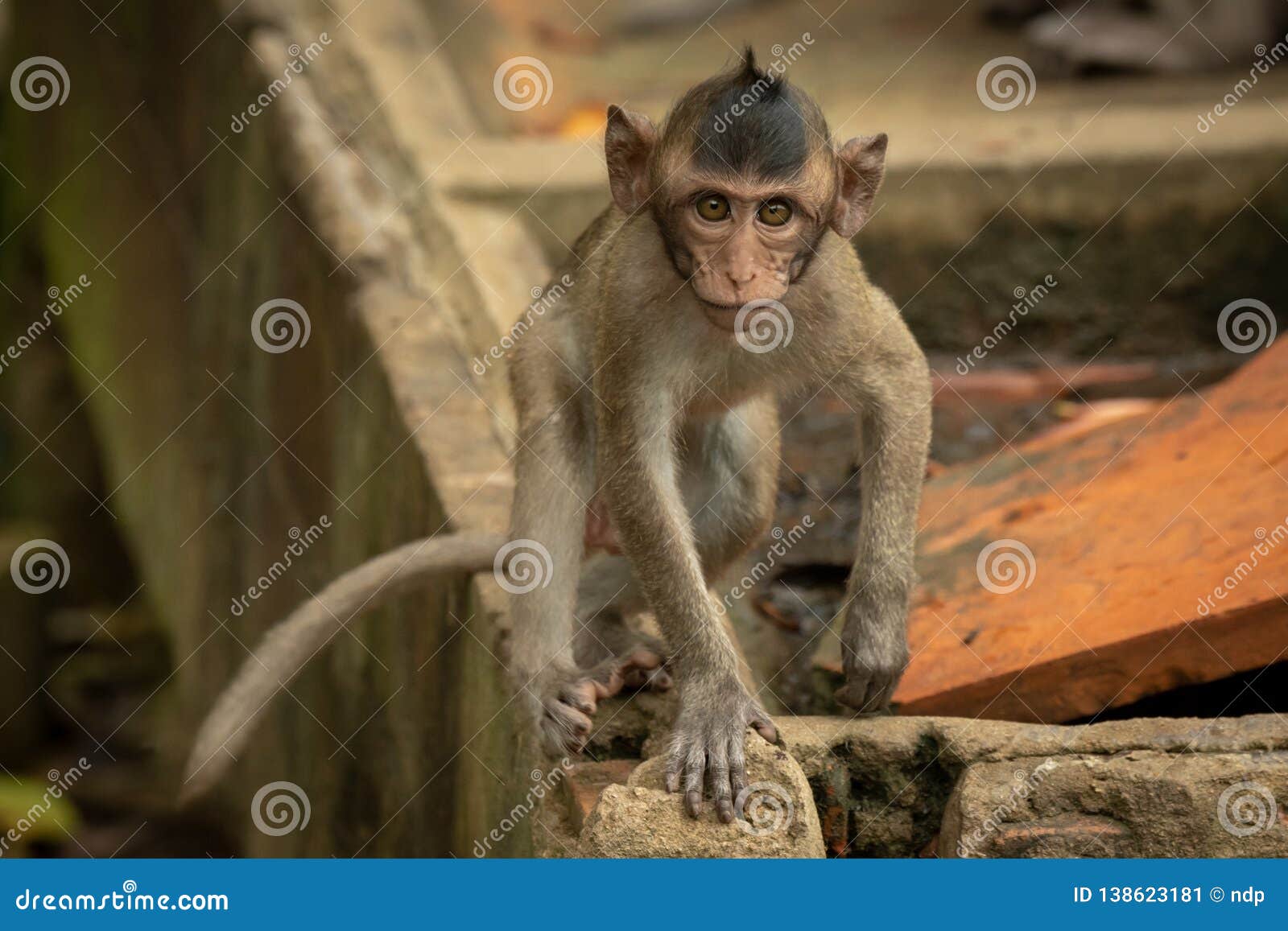 Baby Long-tailed Macaque on Wall Faces Camera Stock Image - Image of ...