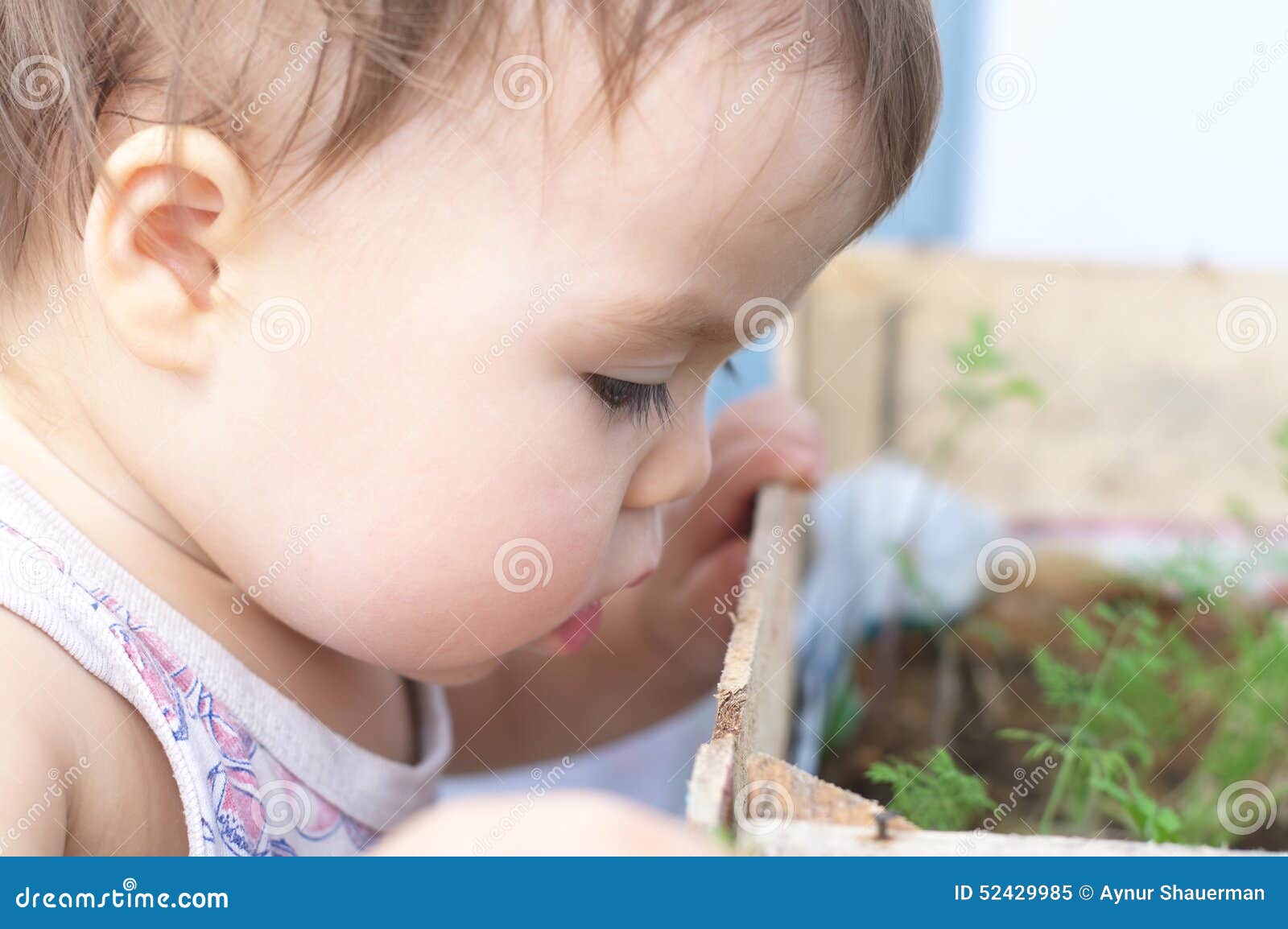 Baby looking seedlings stock image. Image of sulfur, play - 52429985
